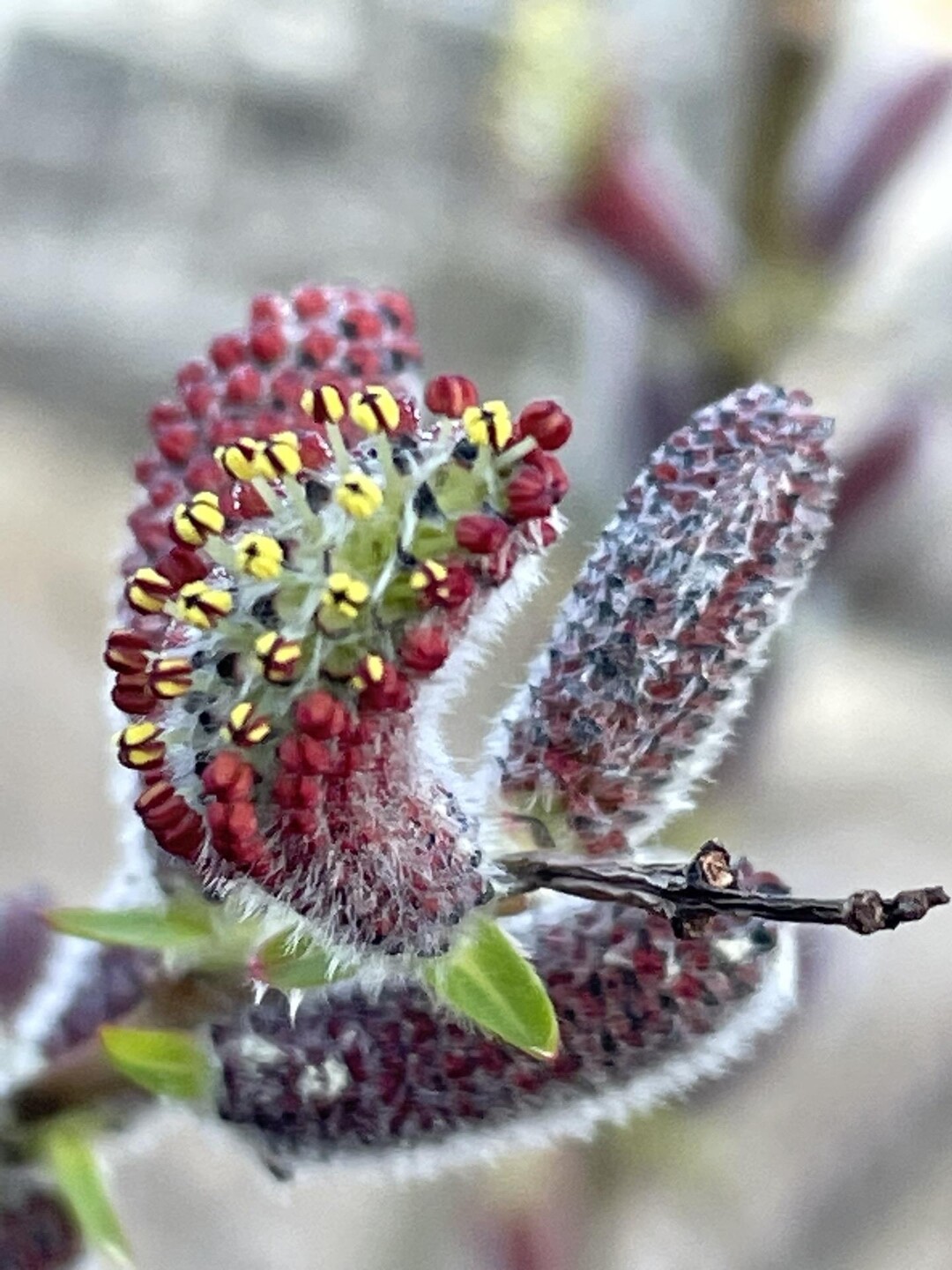 お花便りR5-1 お散歩先で見かけた春を... / kaizaさんのモーメント | YAMAP / ヤマップ