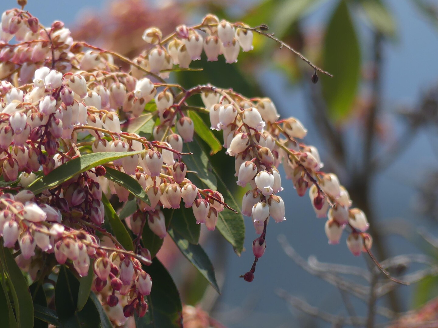 可部冠山・堂床山（ひろしま北里山キングパート3） / KAZU3さんの可部冠山・堂床山・大掛山の活動日記 | YAMAP / ヤマップ