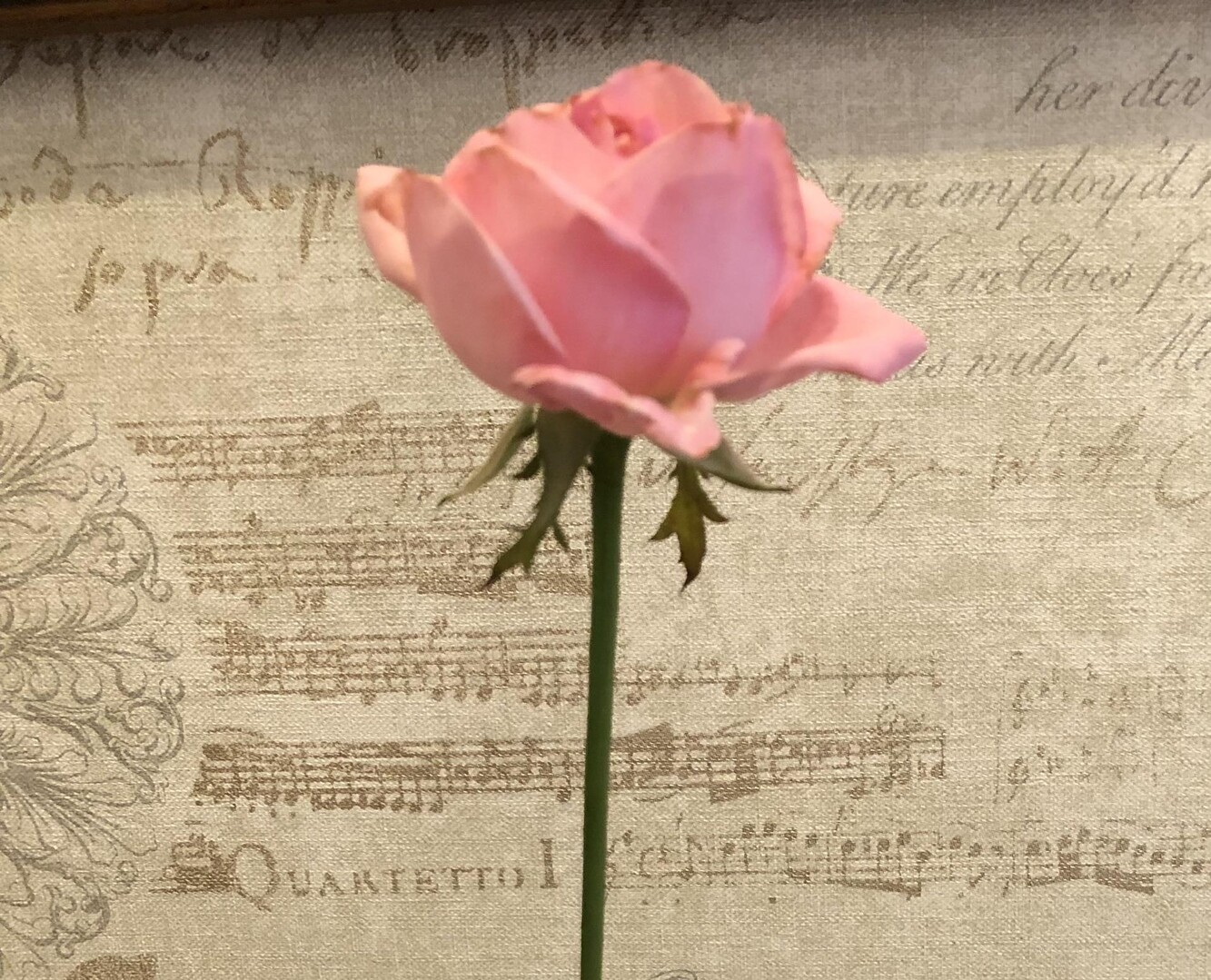 庭のバラ 室内は暖かく、あっという間に開... / SCORE さんのモーメント | YAMAP / ヤマップ