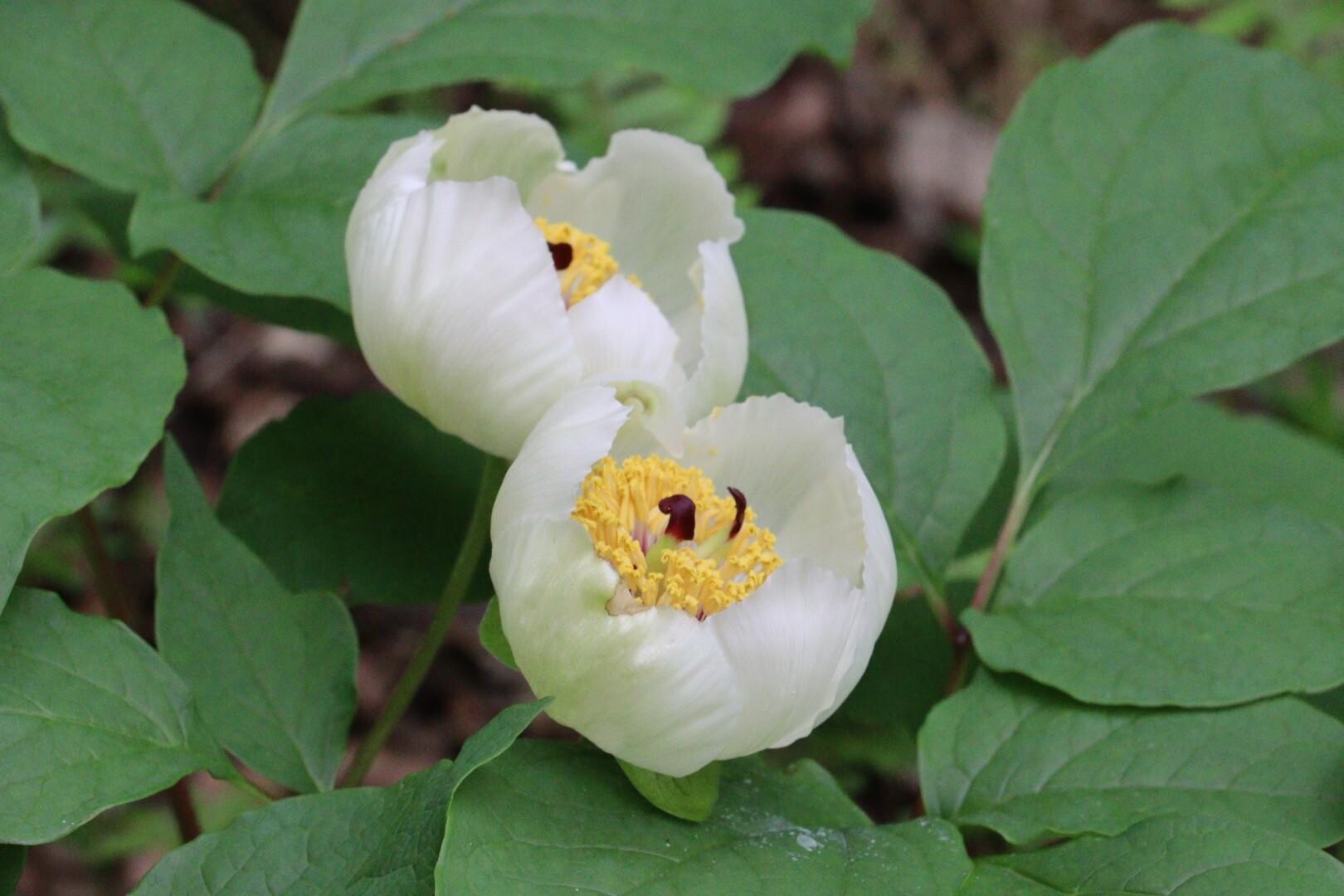 十種ヶ峰 / SG-FRさんの十種ヶ峰の活動データ | YAMAP / ヤマップ