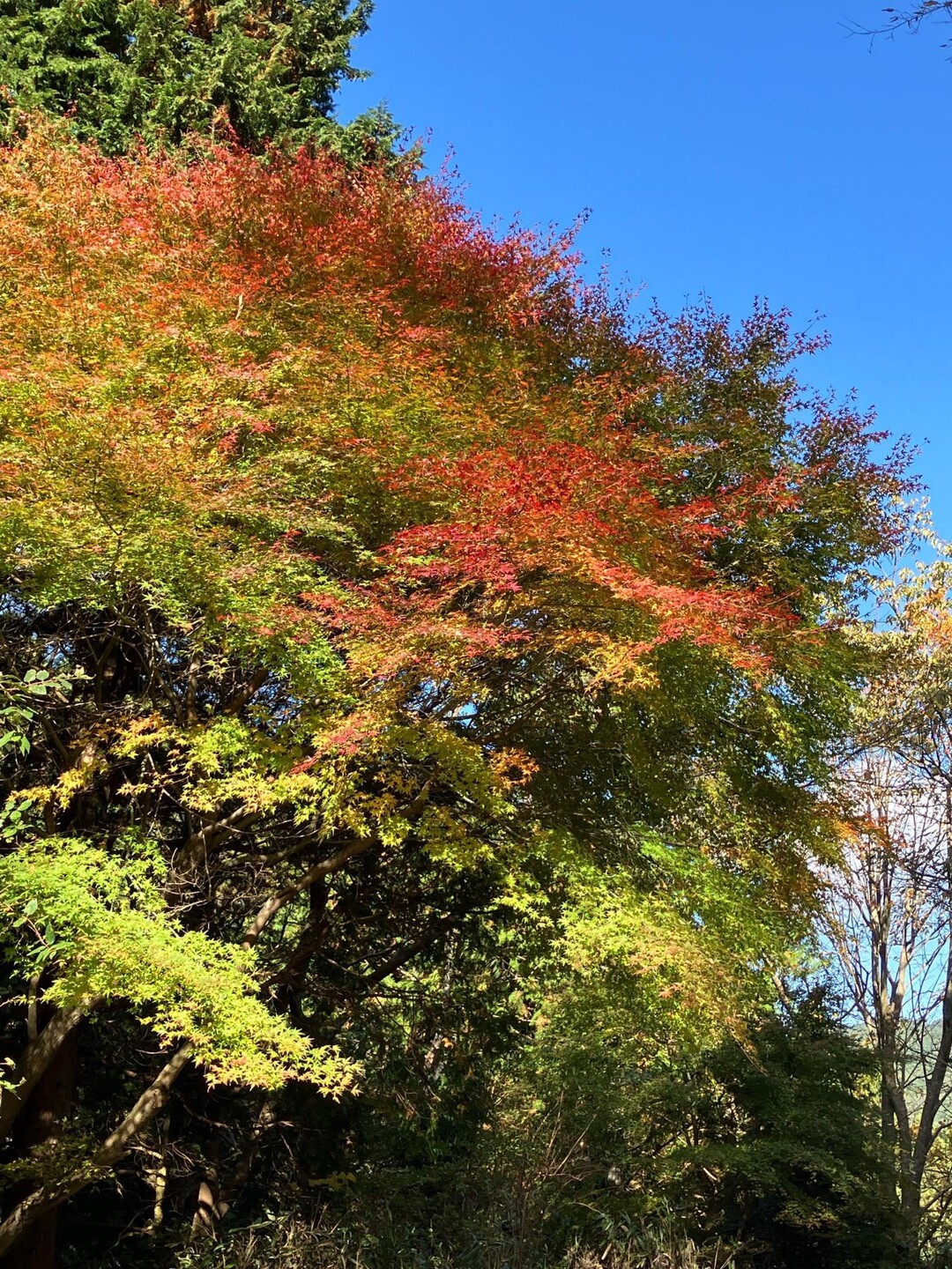 金剛山・葛木岳(⤴️もみじ谷ルート⤵️ダイトレ)(ダイトレ石版⑧⑨) / Yasさんの金剛山・二上山・大和葛城山の活動データ | YAMAP / ヤマップ