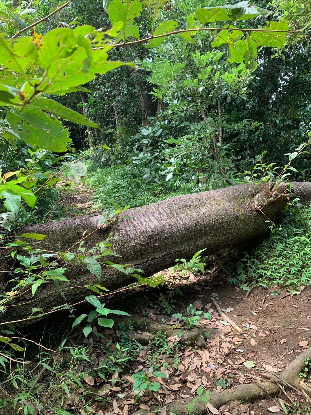 HIDEさんの投稿したフィールドメモ | YAMAP / ヤマップ