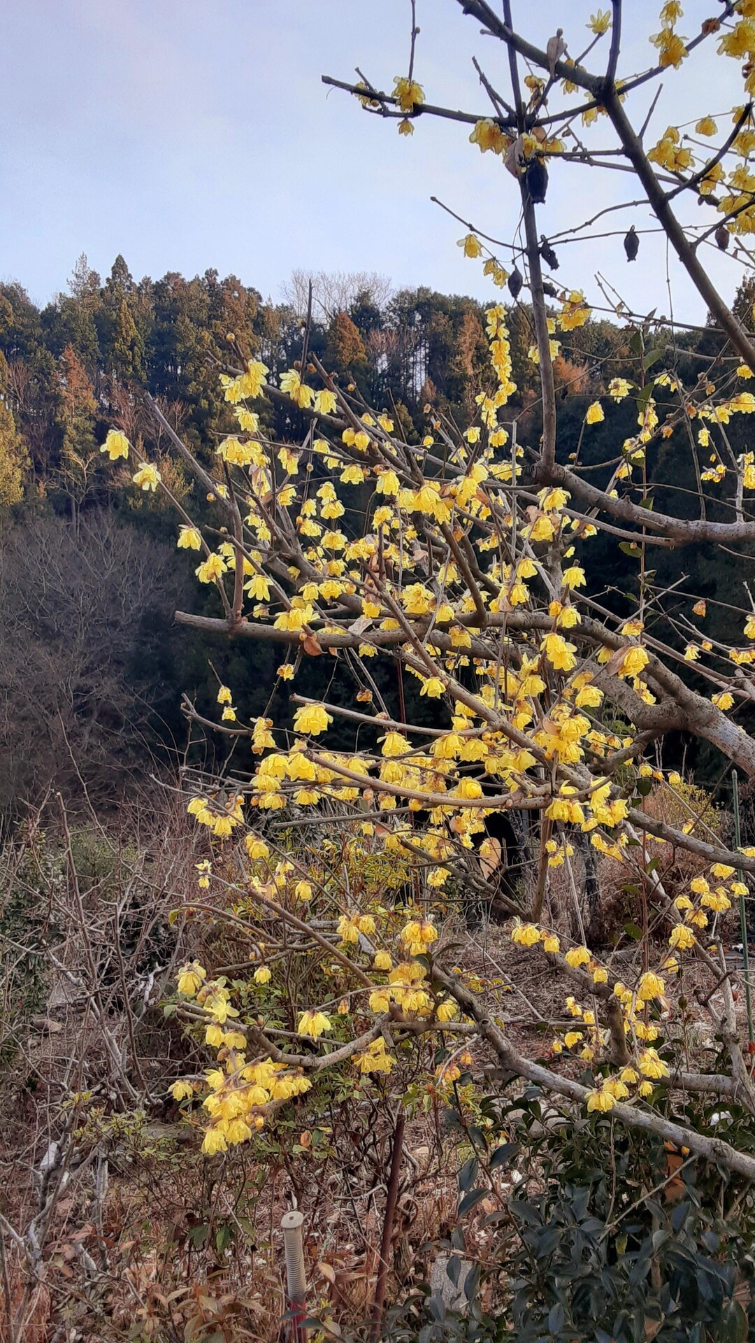 太鼓曲輪尾根を少し / Kyuri_EXさんの高尾山・陣馬山・景信山の活動データ | YAMAP / ヤマップ