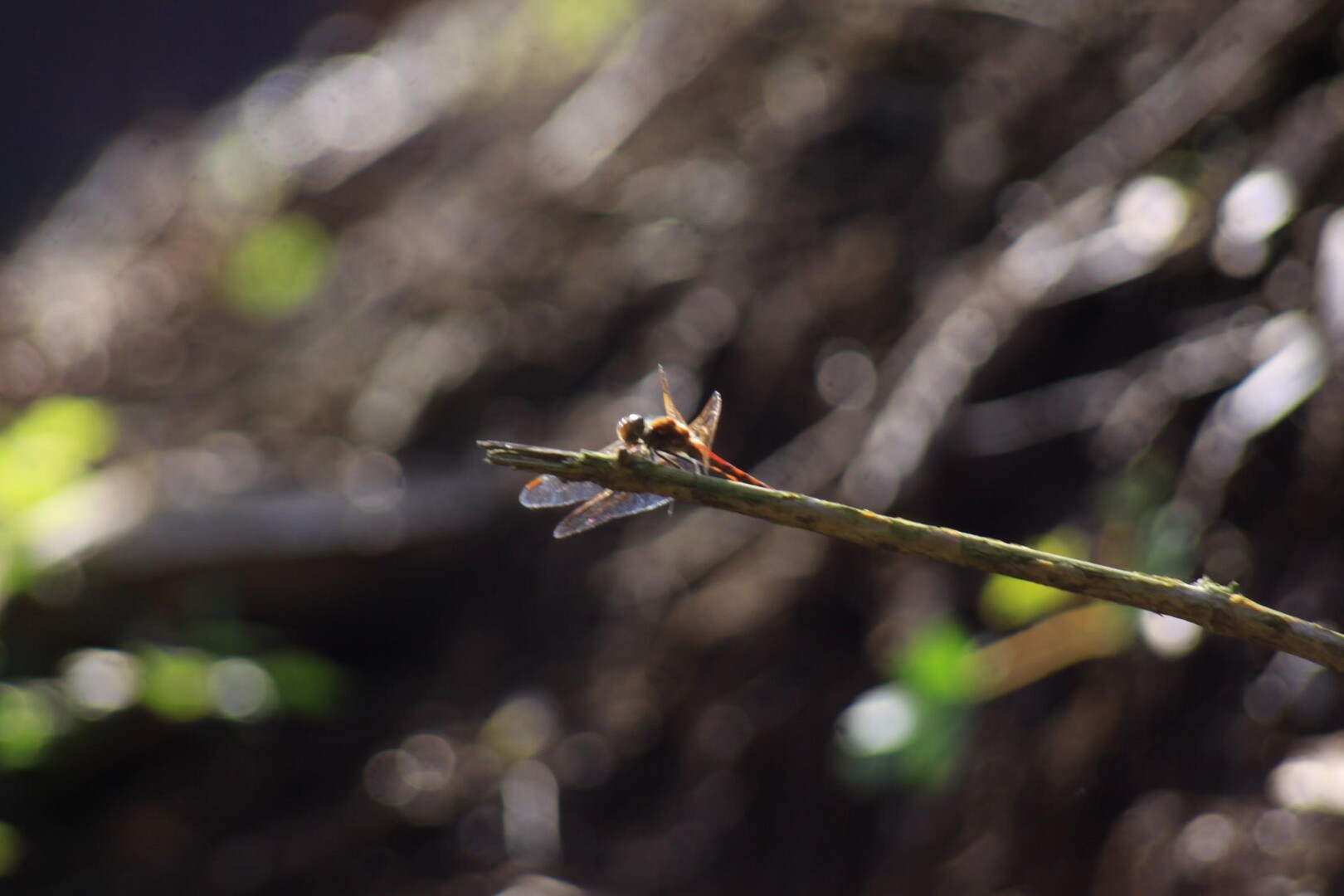 鳴神山（桐生岳） / Hiro'ismさんの鳴神山・吾妻山の活動データ | YAMAP / ヤマップ