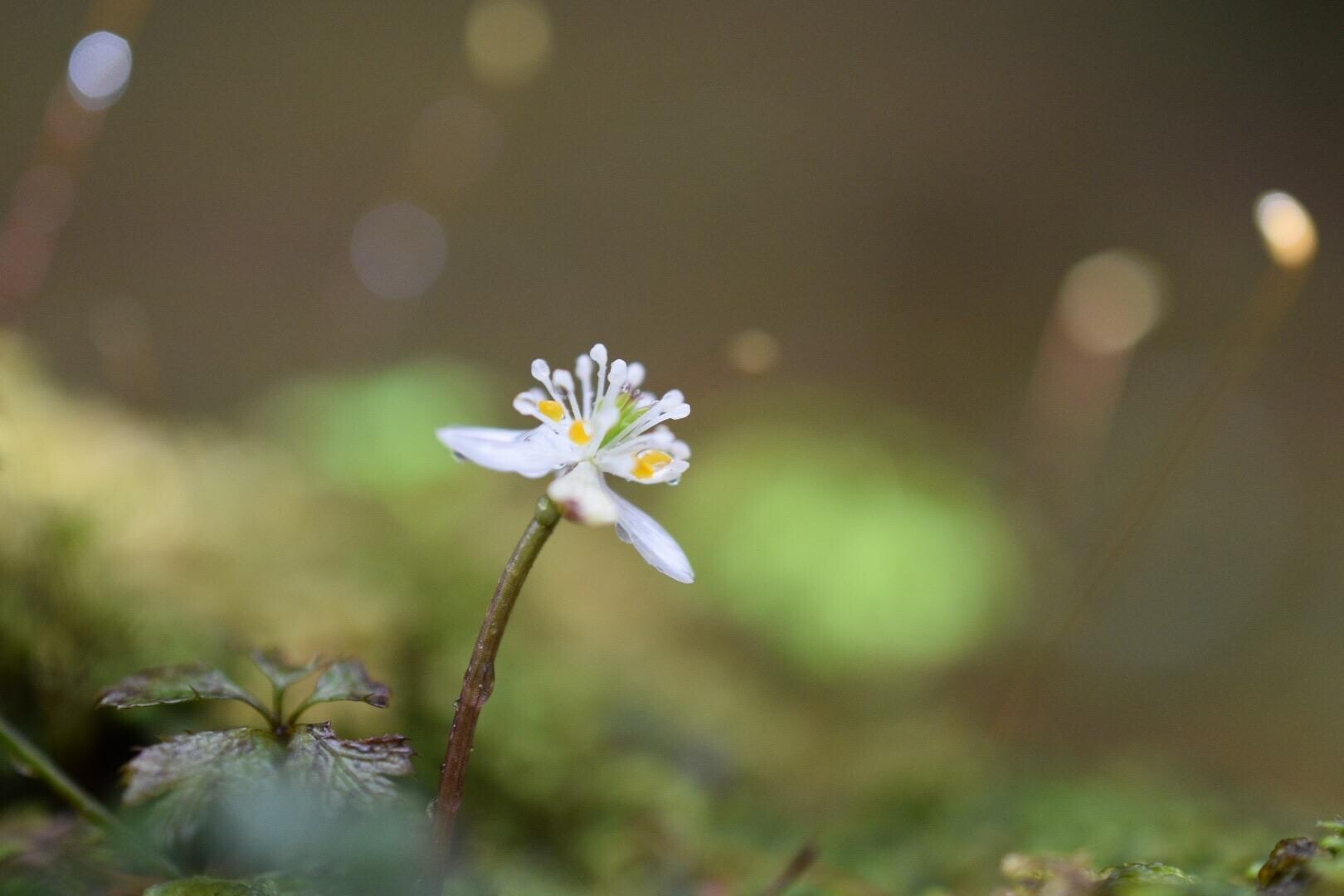 2023.02.10 加茂の里 バイカオ... / toshiさんのモーメント | YAMAP / ヤマップ