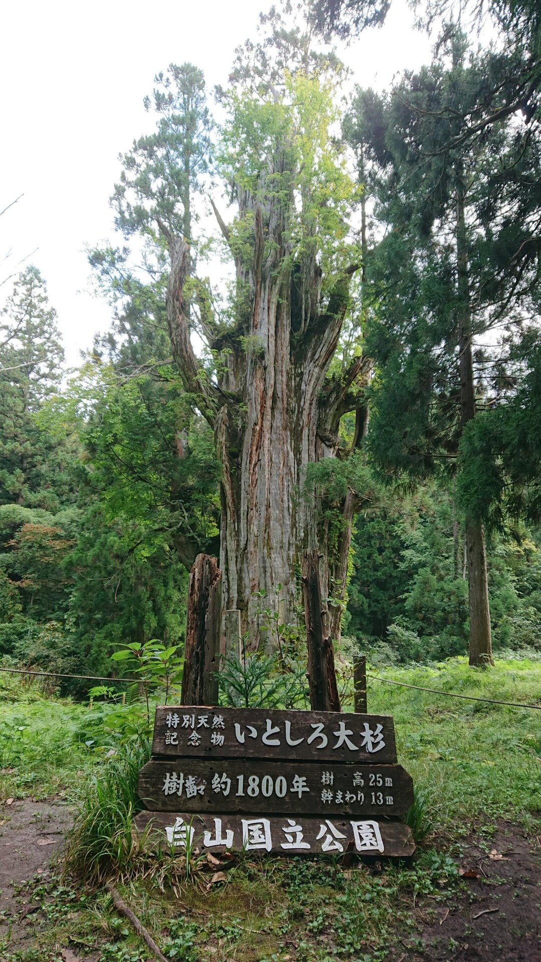 銚子ヶ峰 / b-Dragonさんの野伏ヶ岳の活動データ | YAMAP / ヤマップ