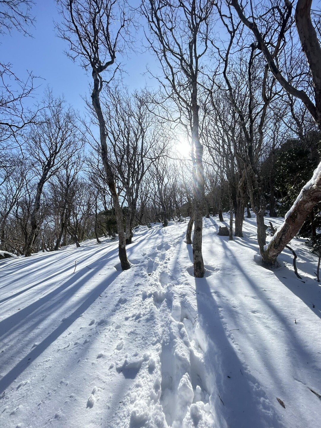表山・裏山・行平山・笙ヶ岳（東峰）・笙ヶ岳・北尾根P826峰・三方山 / ゼンリンさんの養老山・笙ヶ岳・三方山の活動データ | YAMAP / ヤマップ