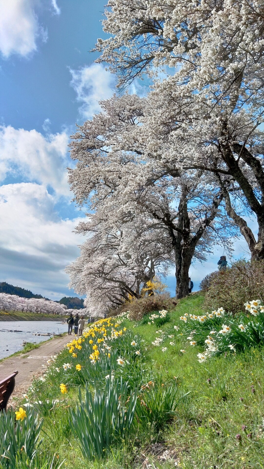 🌸今年3回目の観桜散歩。 富岡町、夜の... / campziziさんのモーメント | YAMAP / ヤマップ
