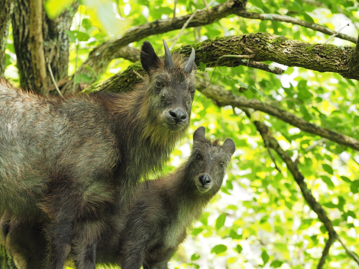 奥多摩湖、小河内ダムの駐車場脇の「見はら... / horiさんのモーメント | YAMAP / ヤマップ