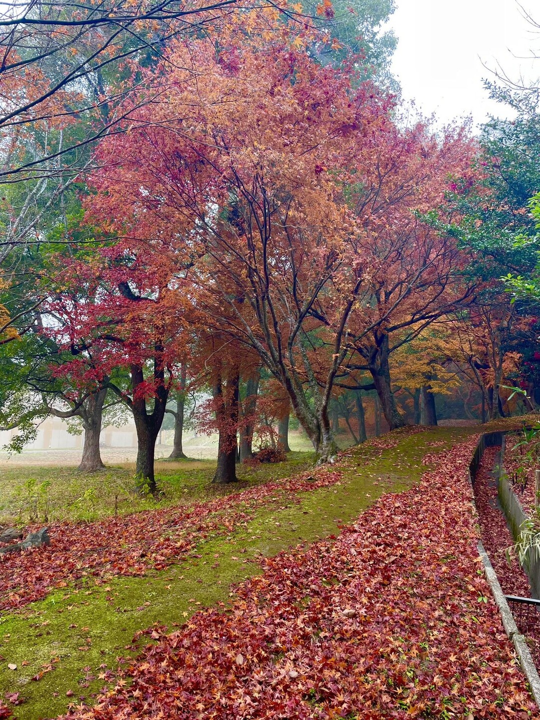 繖山(観音寺山) / fjhiroさんの繖山（観音寺山）の活動データ | YAMAP / ヤマップ