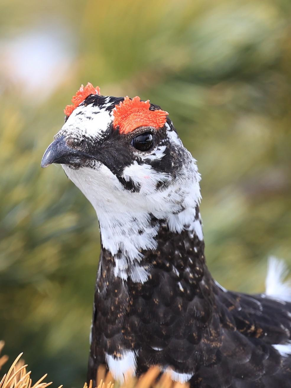 飛騨頂上・継子岳・継子Ⅱ峰 / chikay🐤さんの御嶽山・継子岳・摩利支天山の活動データ | YAMAP / ヤマップ