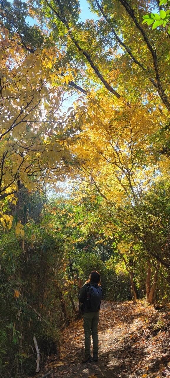 星田⭐︎リベンジ…ならず🤣 / IKUKOさんの交野山・国見山の活動データ | YAMAP / ヤマップ