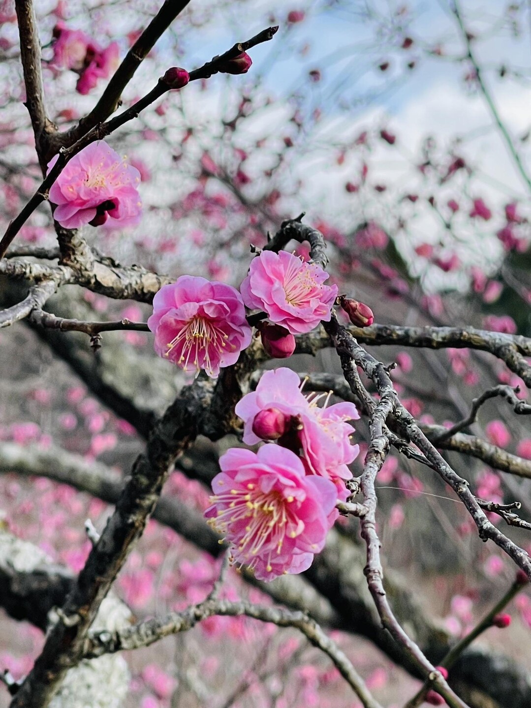 筑波山 / RABU・TENさんの筑波山の活動データ | YAMAP / ヤマップ