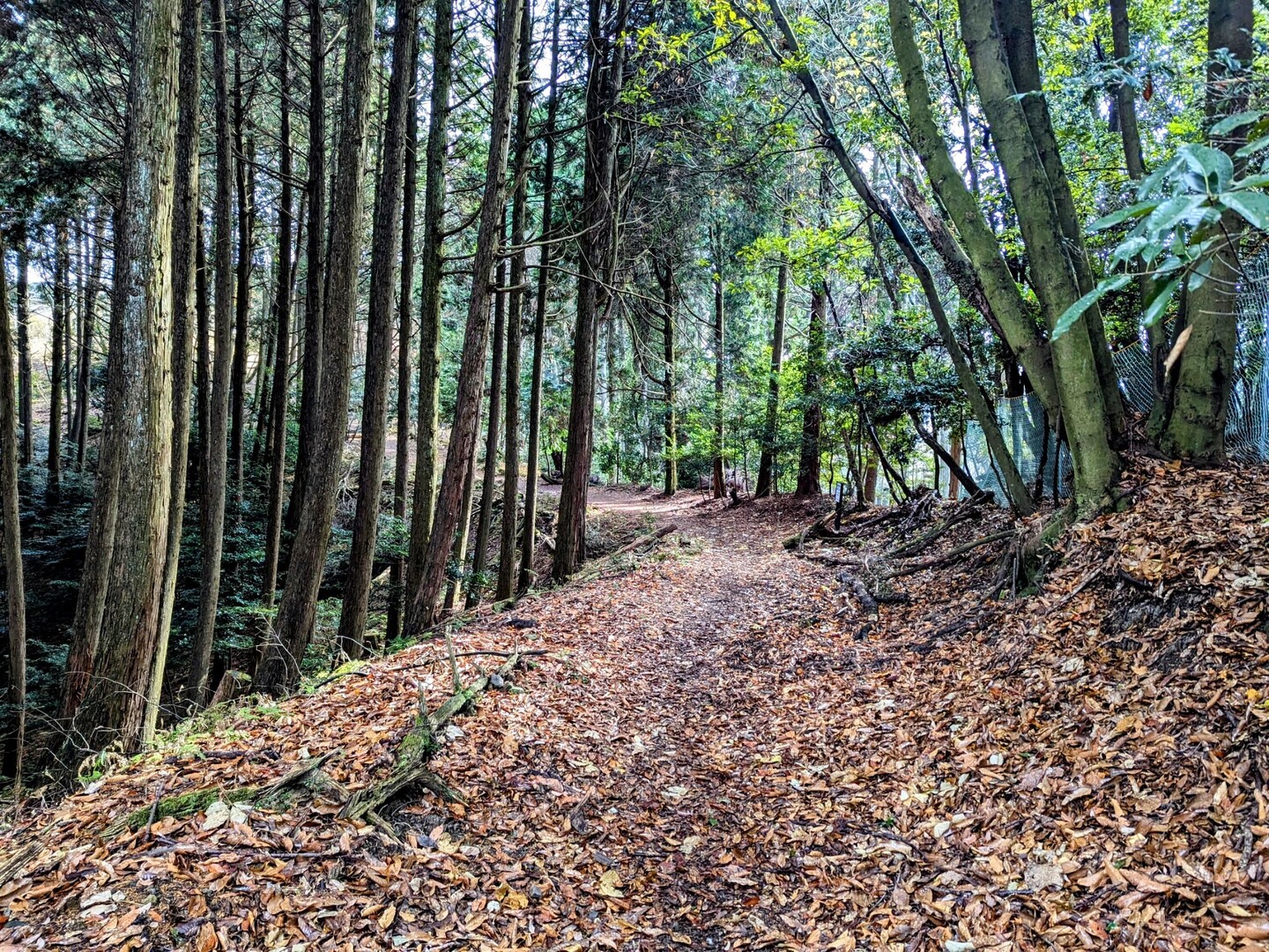 ⛩️京都の山🌝諸羽山・柳山・蔭山・毘沙門山・如意ヶ岳・大文字山・経塚山 / "satoh"さんの大文字山・如意ヶ嶽・稲荷山の活動データ | YAMAP / ヤマップ