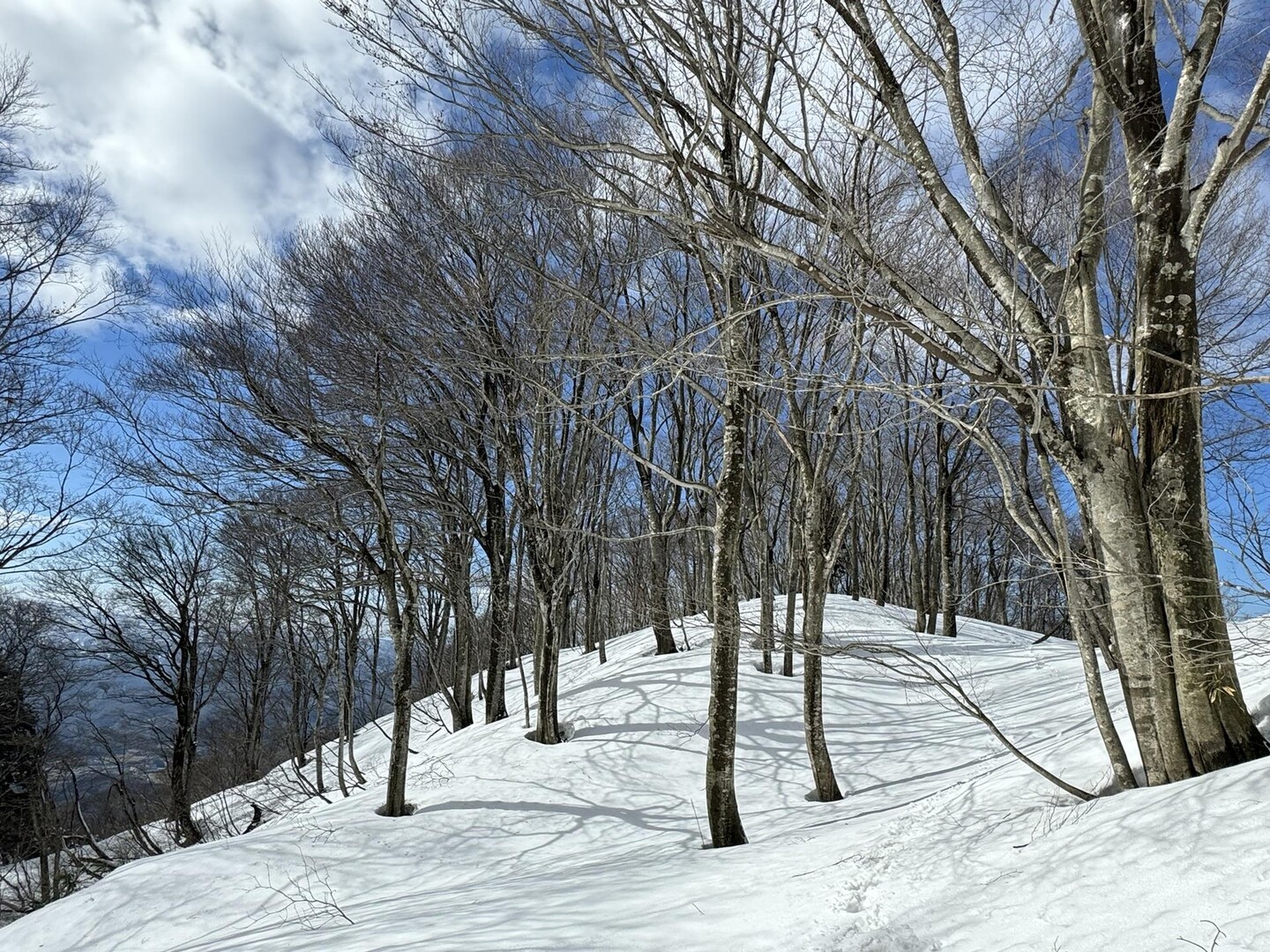 奥医王山〜小原道周回 / TARUMIさんの医王山・白兀山・箱屋谷山の活動データ | YAMAP / ヤマップ