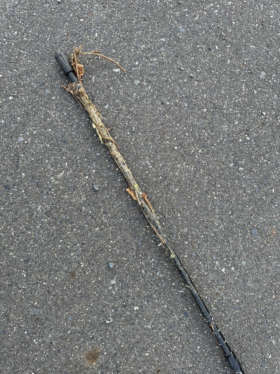 自分史上最高数の・・・ / GOSAYさんの龍王山・三光山・名越山の活動データ | YAMAP / ヤマップ