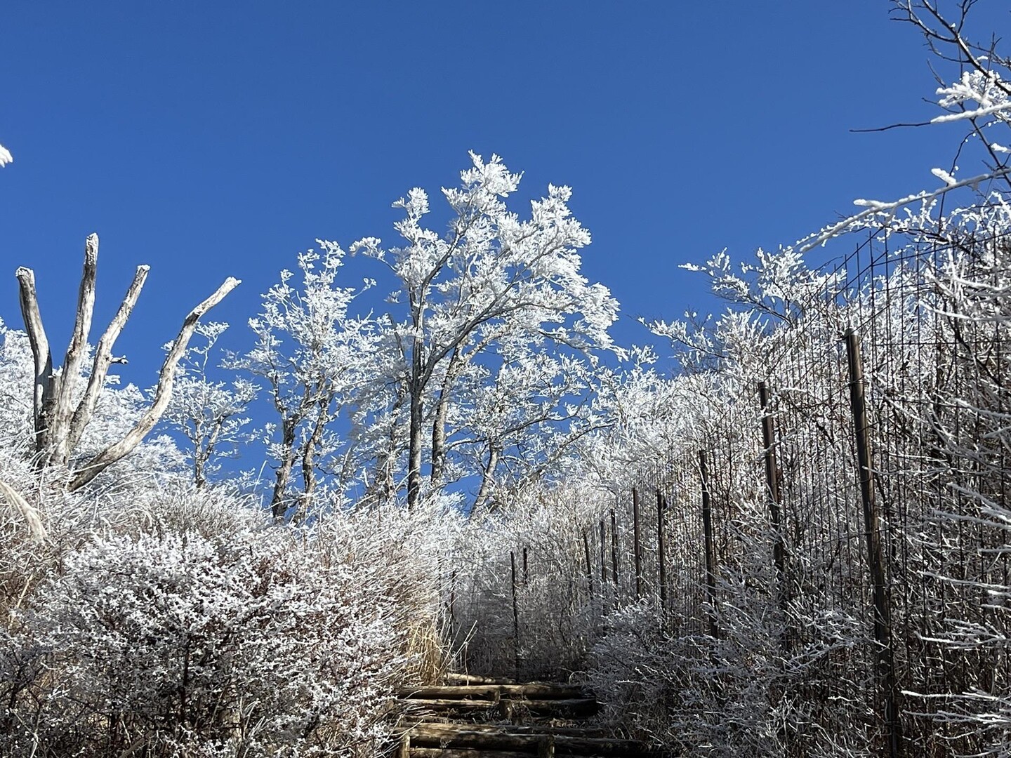 西丹沢VC発着、つつじ新道〜檜洞丸〜犬越路〜用木沢 周回 / まめちさんの大室山・畦ヶ丸山・菰釣山の活動データ | YAMAP / ヤマップ