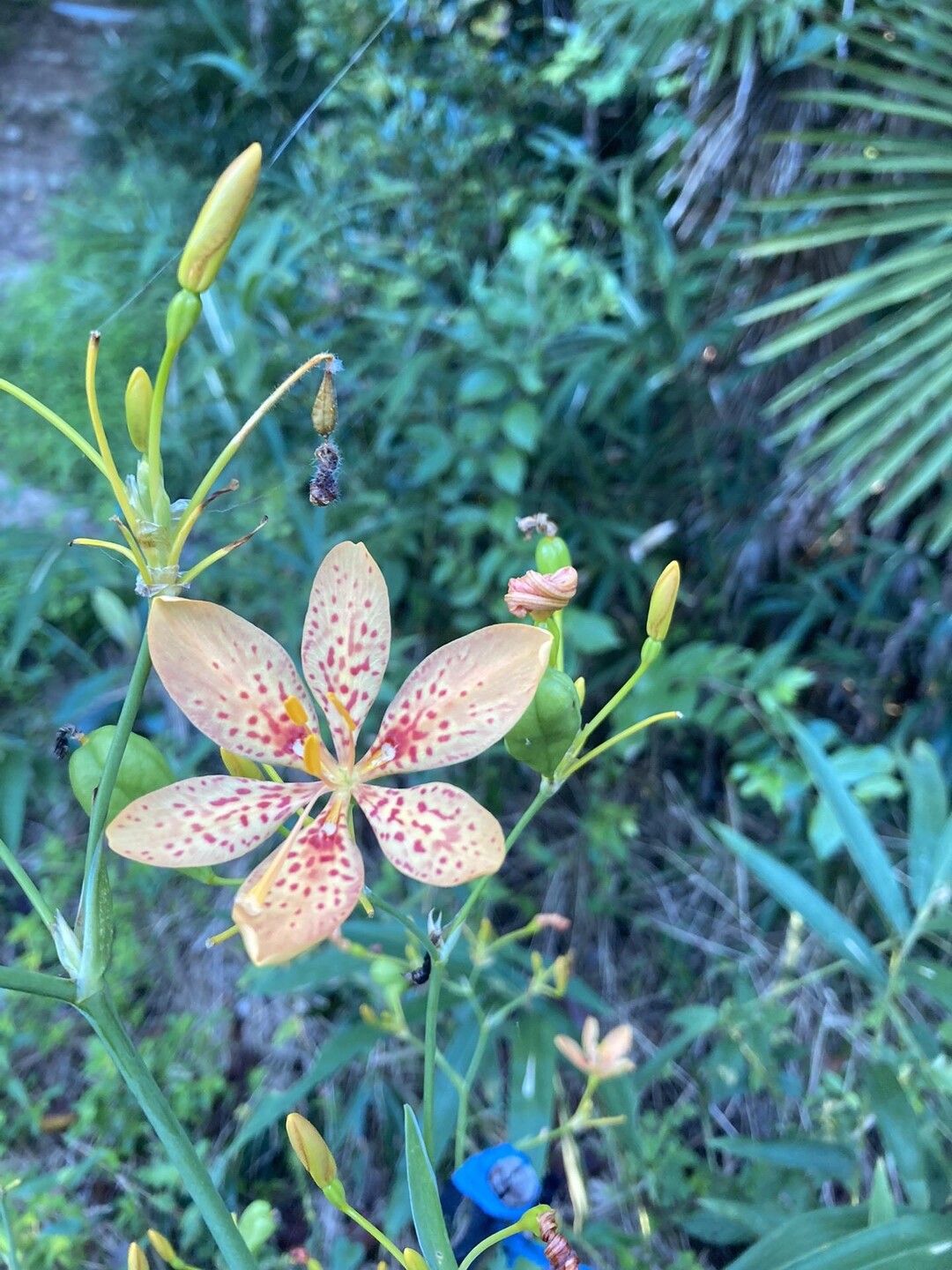 龍王宮（235回目） / 3104（YUKAKO）さんの六ッ目山・堂山・伽藍山の活動データ | YAMAP / ヤマップ