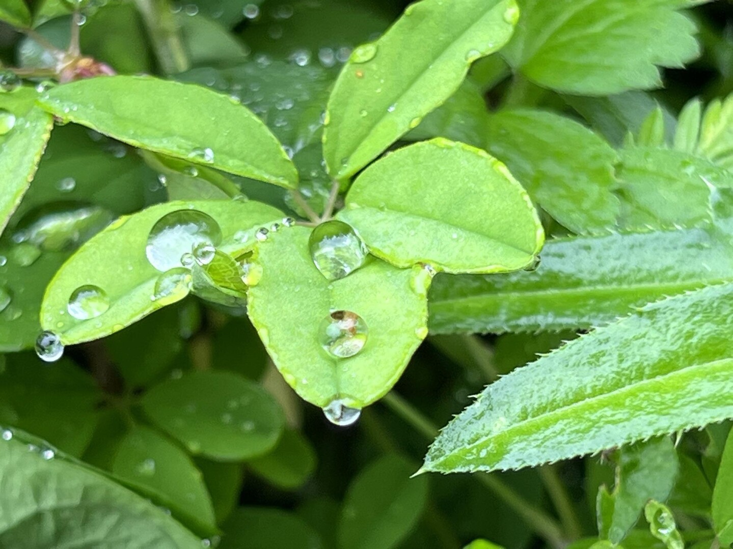 水の音。 / FW16さんの立花山・三日月山・城ノ越山の活動データ | YAMAP / ヤマップ