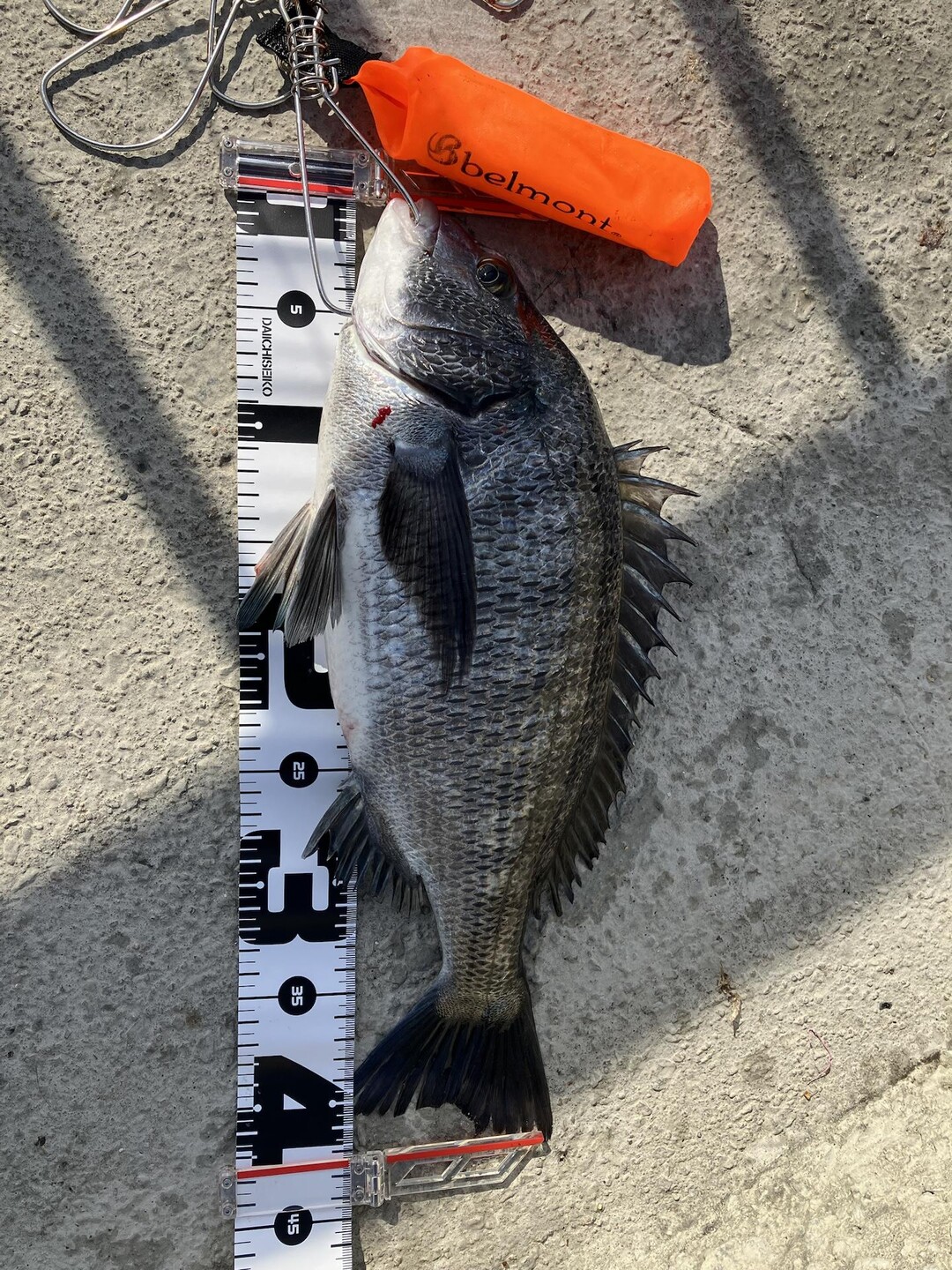 今年の釣り始め釣果 寒チヌ時期のためか臭... / のらくろさんのモーメント | YAMAP / ヤマップ