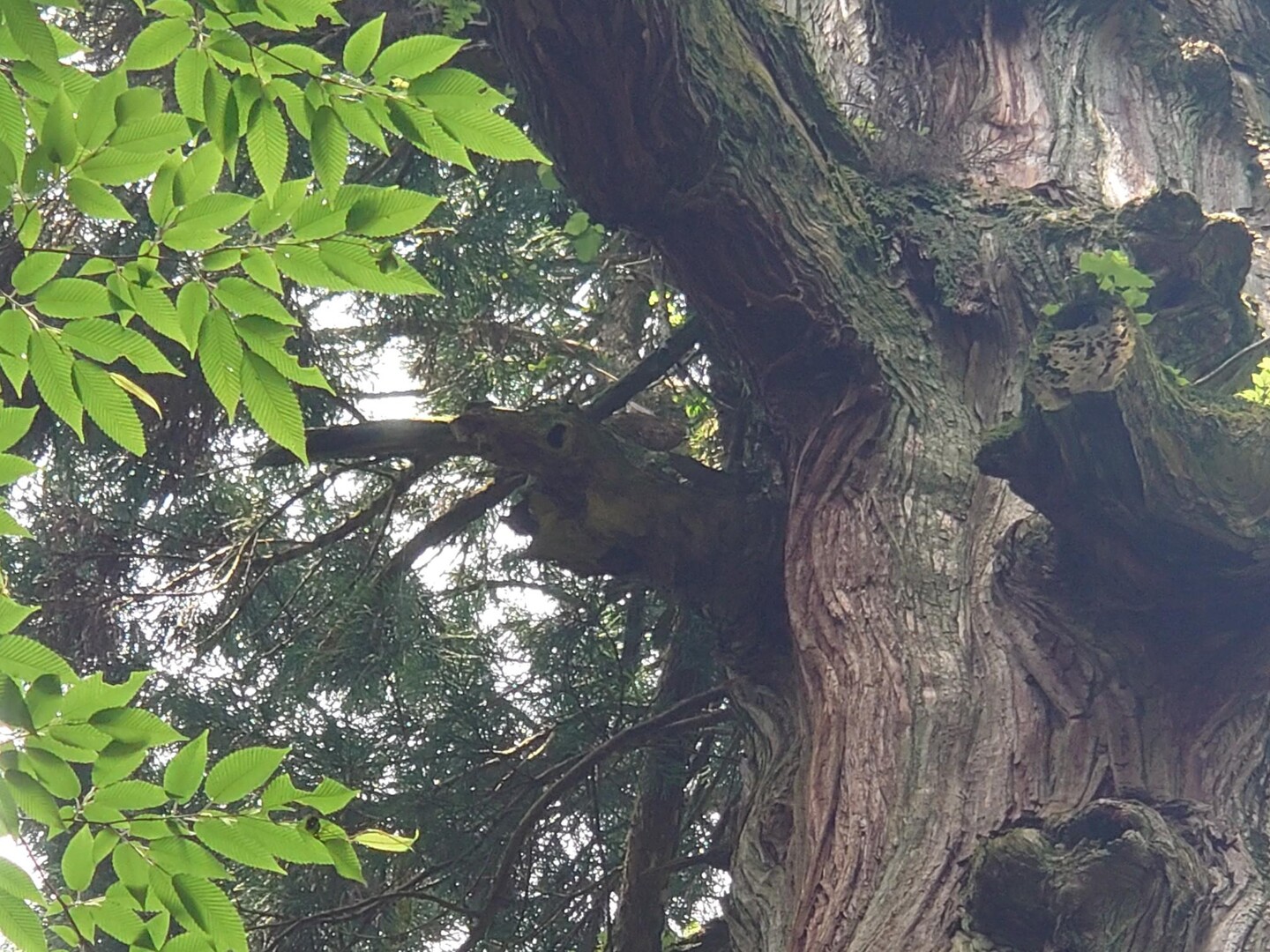 大岳・英彦山（南岳） / yama-ikeさんの英彦山の活動データ | YAMAP / ヤマップ