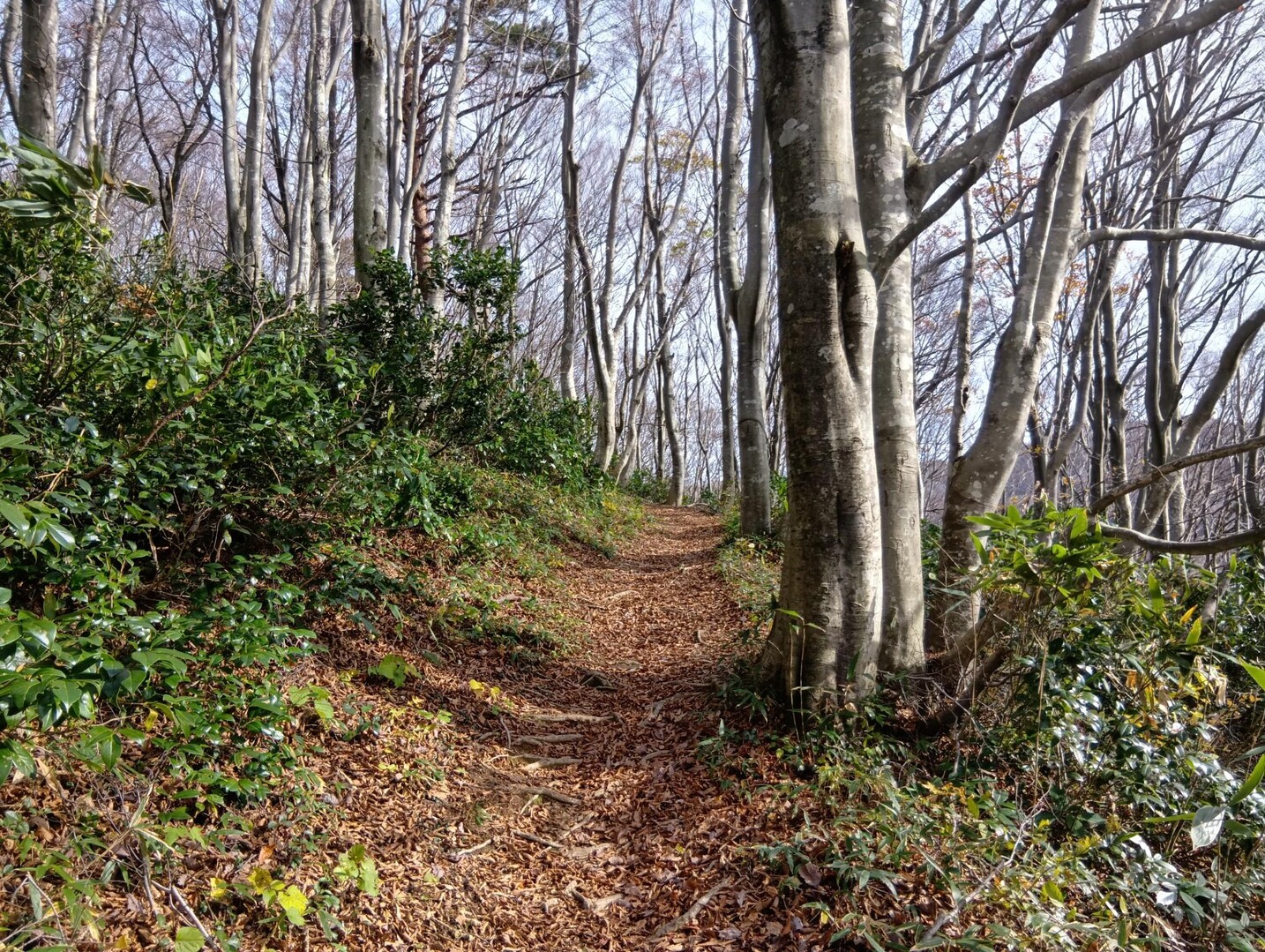 初冬の五頭山 / momoさんの五頭山・菱ヶ岳・宝珠山の活動データ | YAMAP / ヤマップ