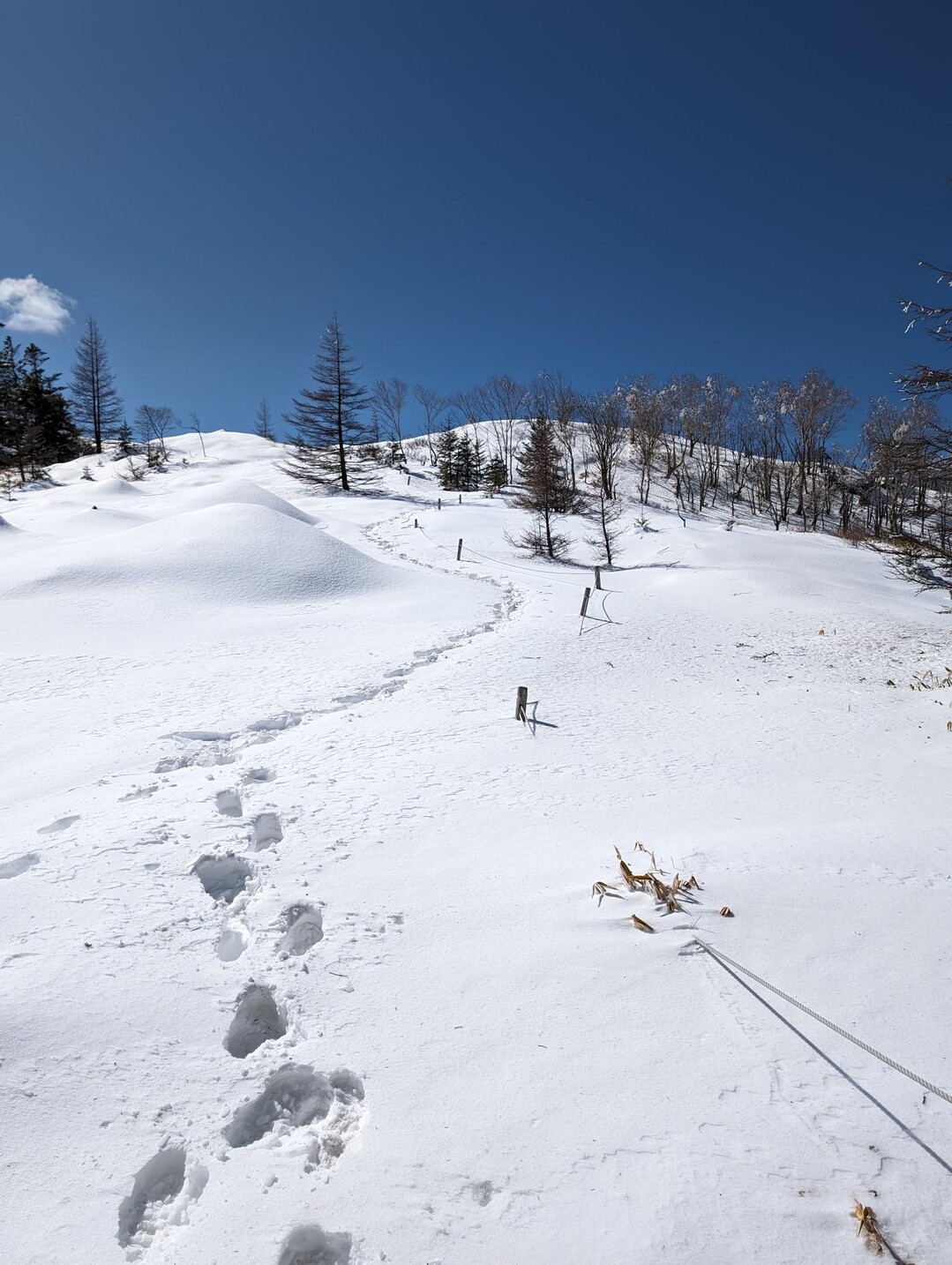 大菩薩嶺・親不知ノ頭 / zakuさんの大菩薩嶺・鶏冠山・大マテイ山の活動データ | YAMAP / ヤマップ