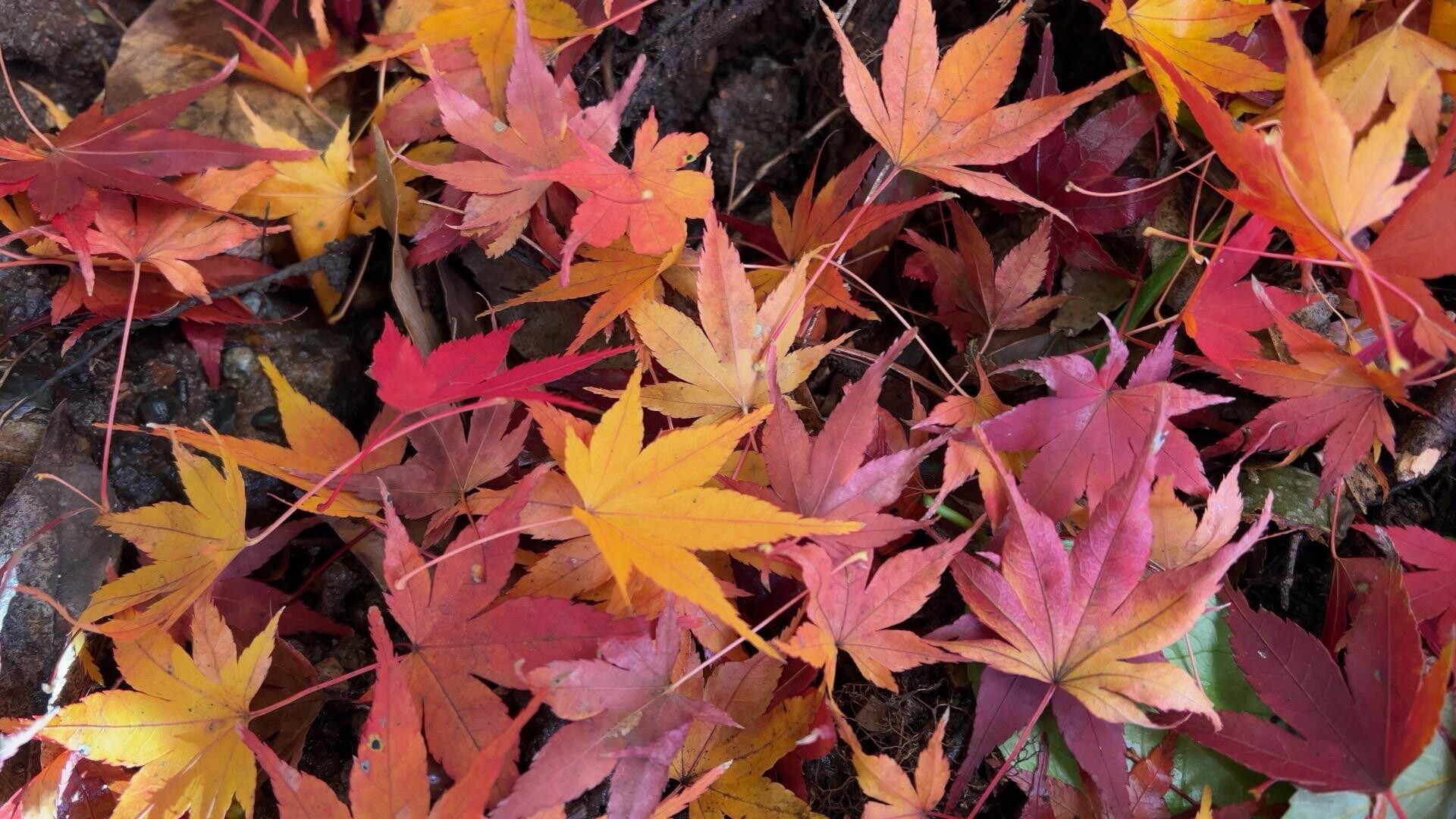 「不変の紅」 寂光院 2024-12-08 / no.fearさんの鳩吹山の活動データ | YAMAP / ヤマップ