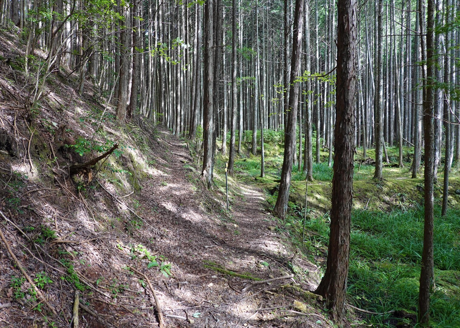 wtaxus わたくさすさんの投稿したフィールドメモ | YAMAP / ヤマップ