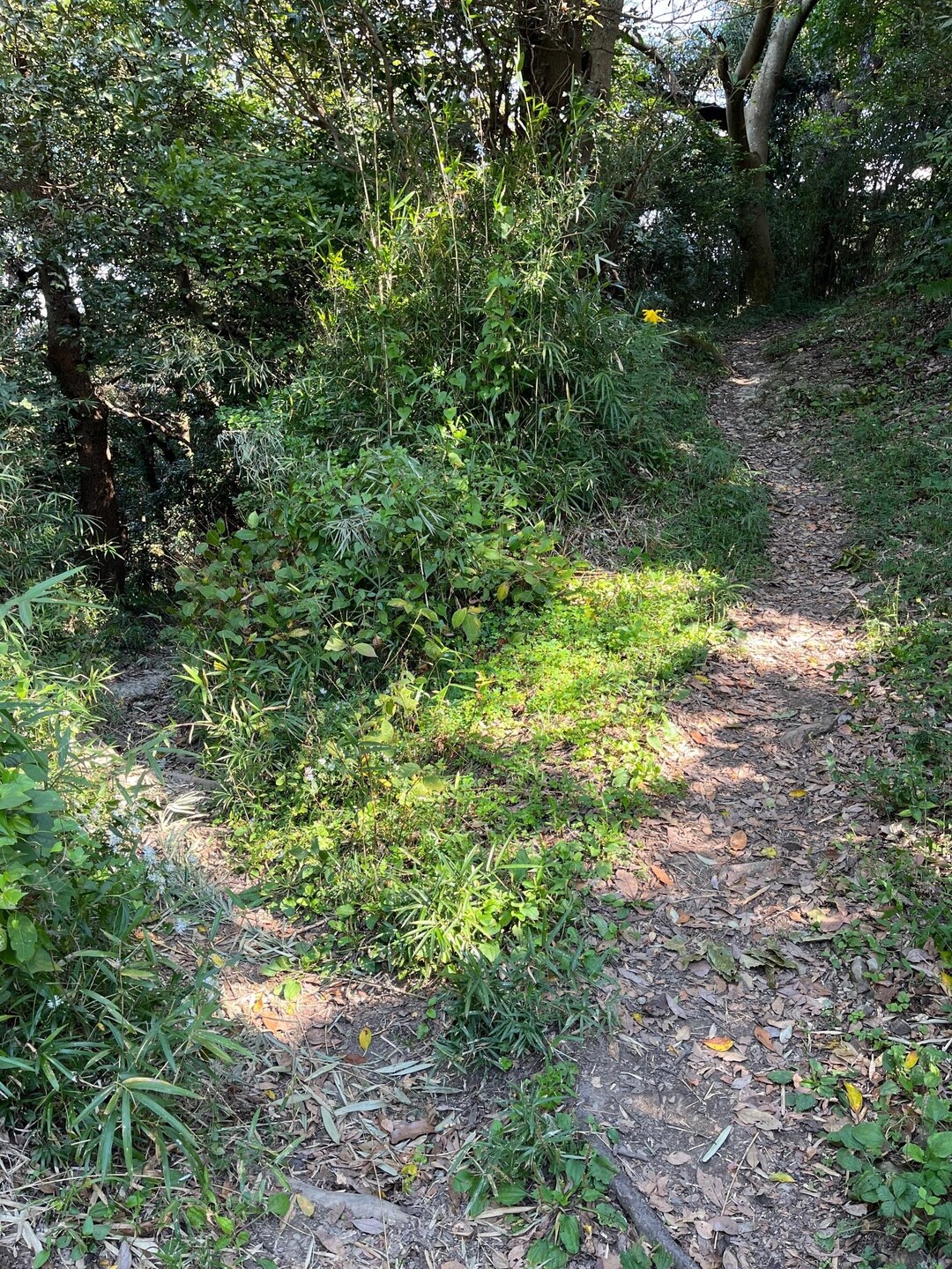 Yasさんの投稿したフィールドメモ | YAMAP / ヤマップ