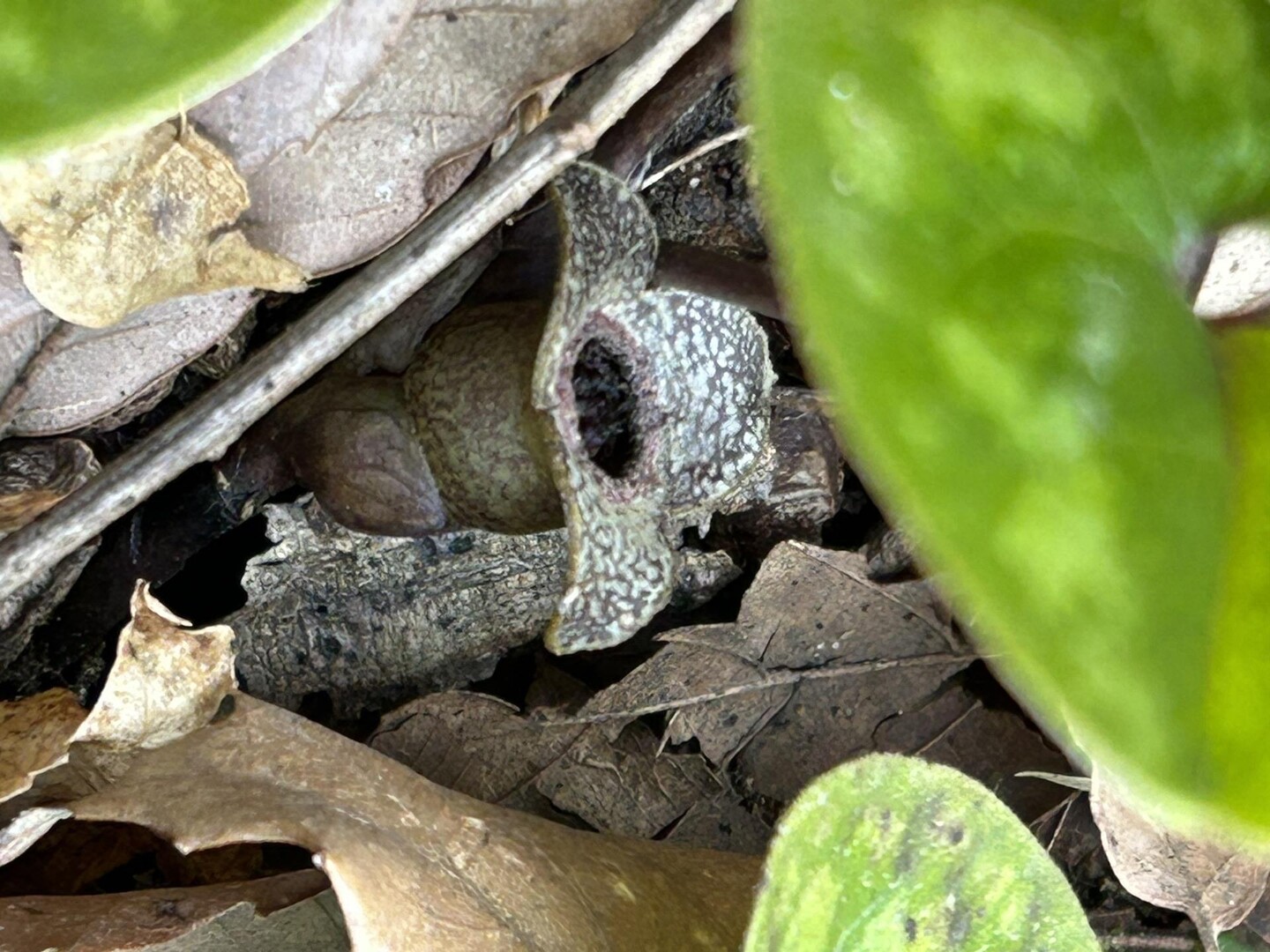 お花便り R5-10 いつものお散歩先、... / kaizaさんのモーメント | YAMAP / ヤマップ