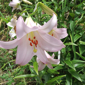 中寺・大川山 / Aki🌻さんの箸蔵山・中寺廃寺跡の活動データ | YAMAP / ヤマップ
