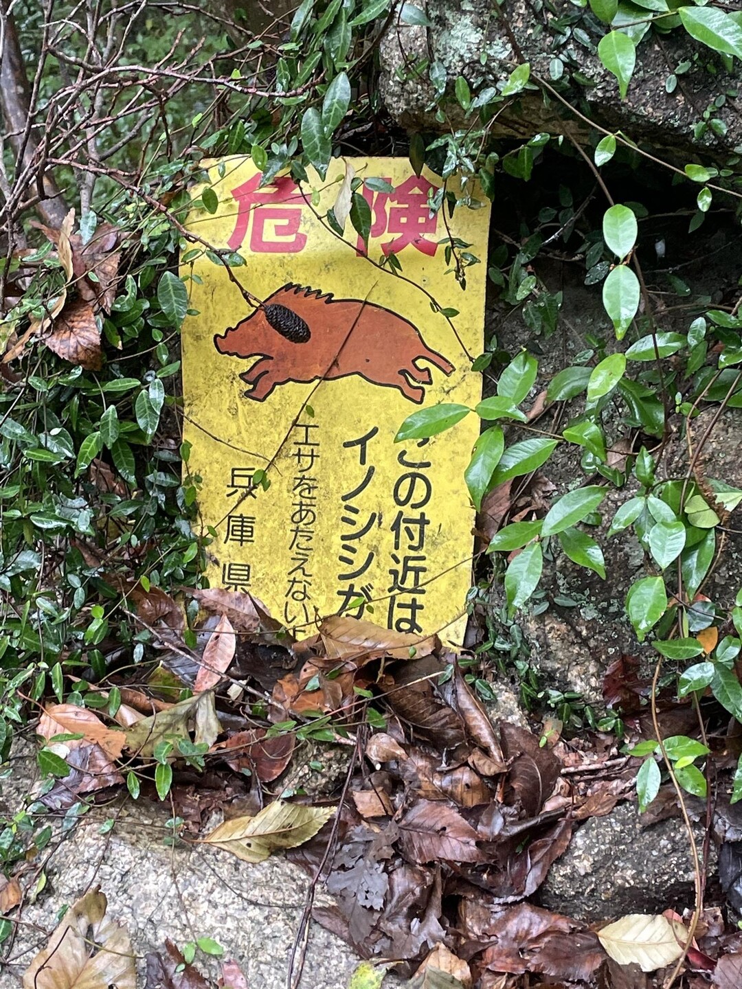 We miss文太郎 ️2日目 六甲山縦走 / おちびさんの六甲山・長峰山・摩耶山の活動日記 | YAMAP / ヤマップ