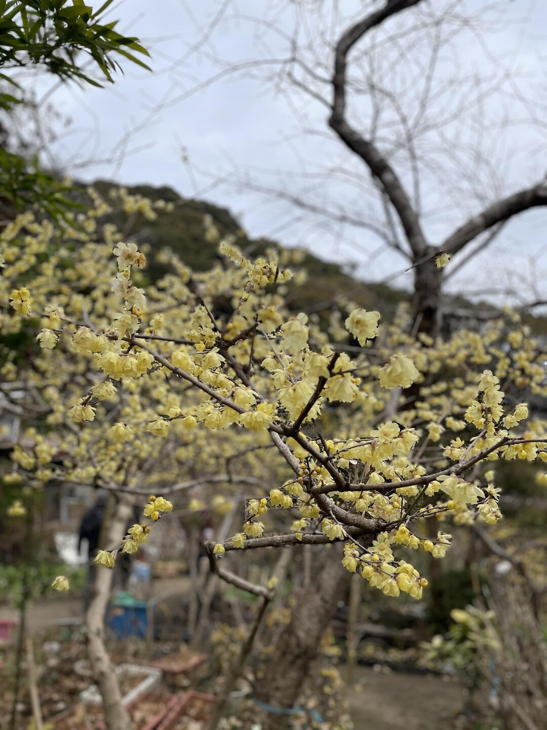 石井蝋梅園 / Jinさんの三舟山の活動日記 | YAMAP / ヤマップ
