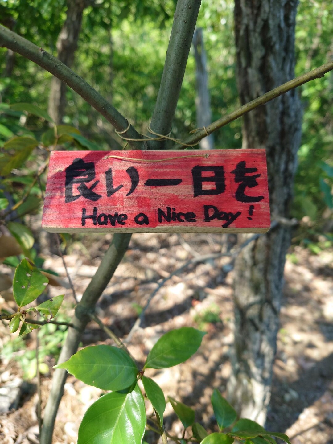長良山・岩舟山・岩舟南峰・志段見山-2023-06-17 / yujiさんの百々ヶ峰・源太峰の活動データ | YAMAP / ヤマップ