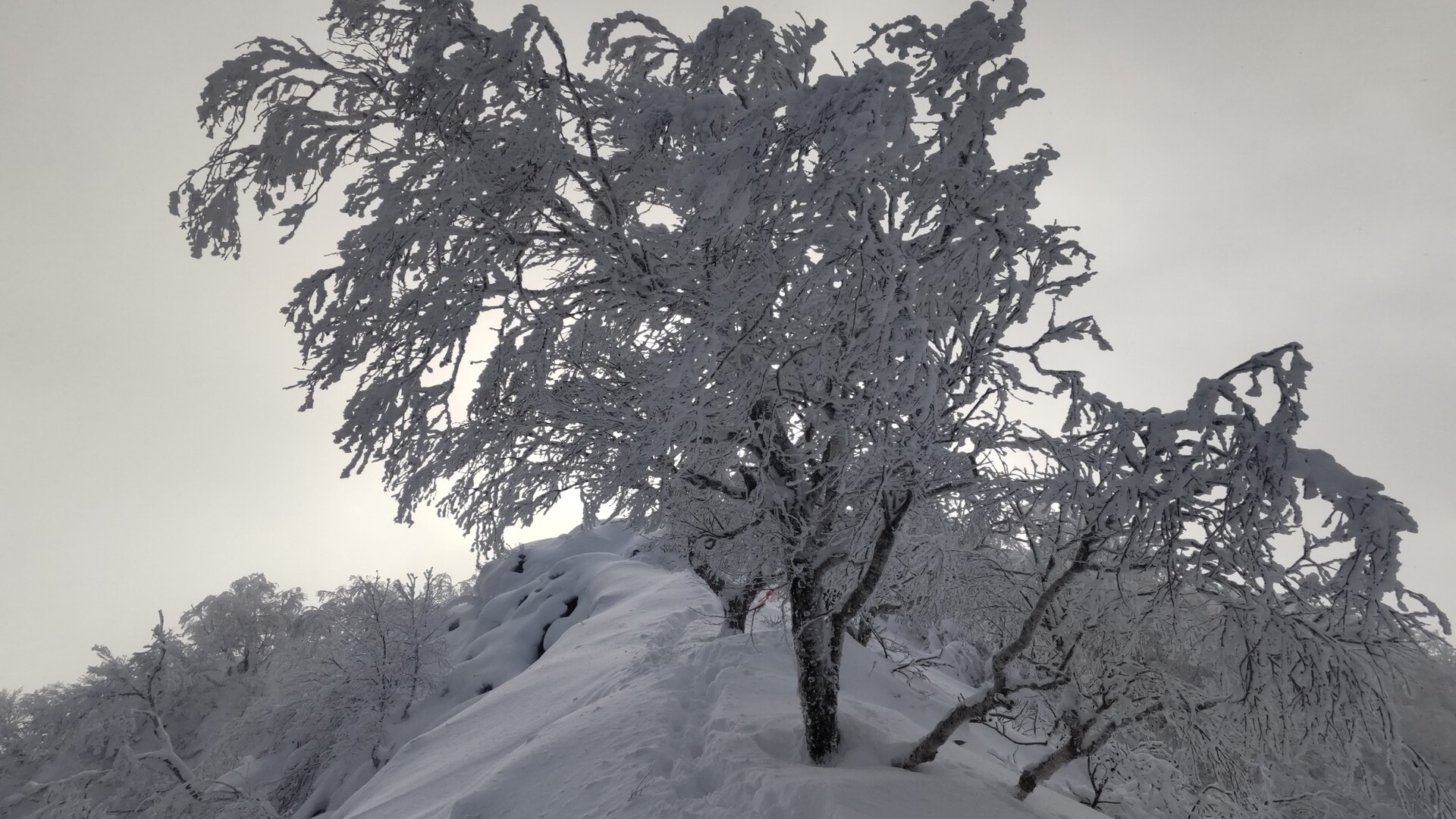 風不死岳 / ryryryryさんの樽前山・風不死岳の活動データ | YAMAP / ヤマップ