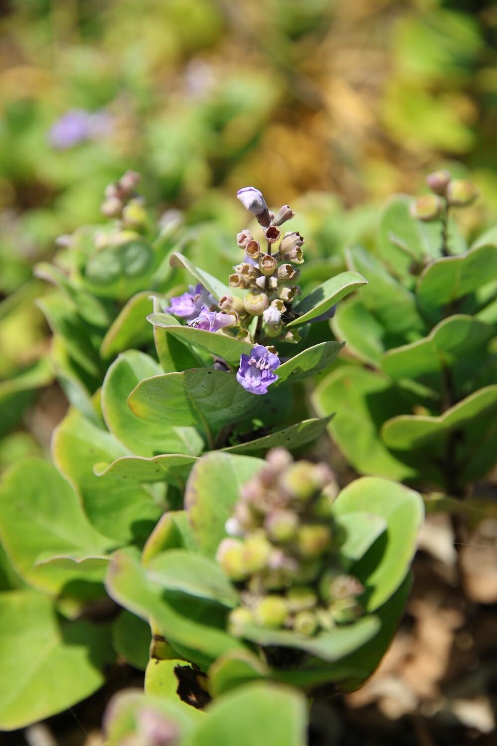 ハマゴウ 真夏の海辺を代表する紫色の花。... / Windyさんのモーメント | YAMAP / ヤマップ