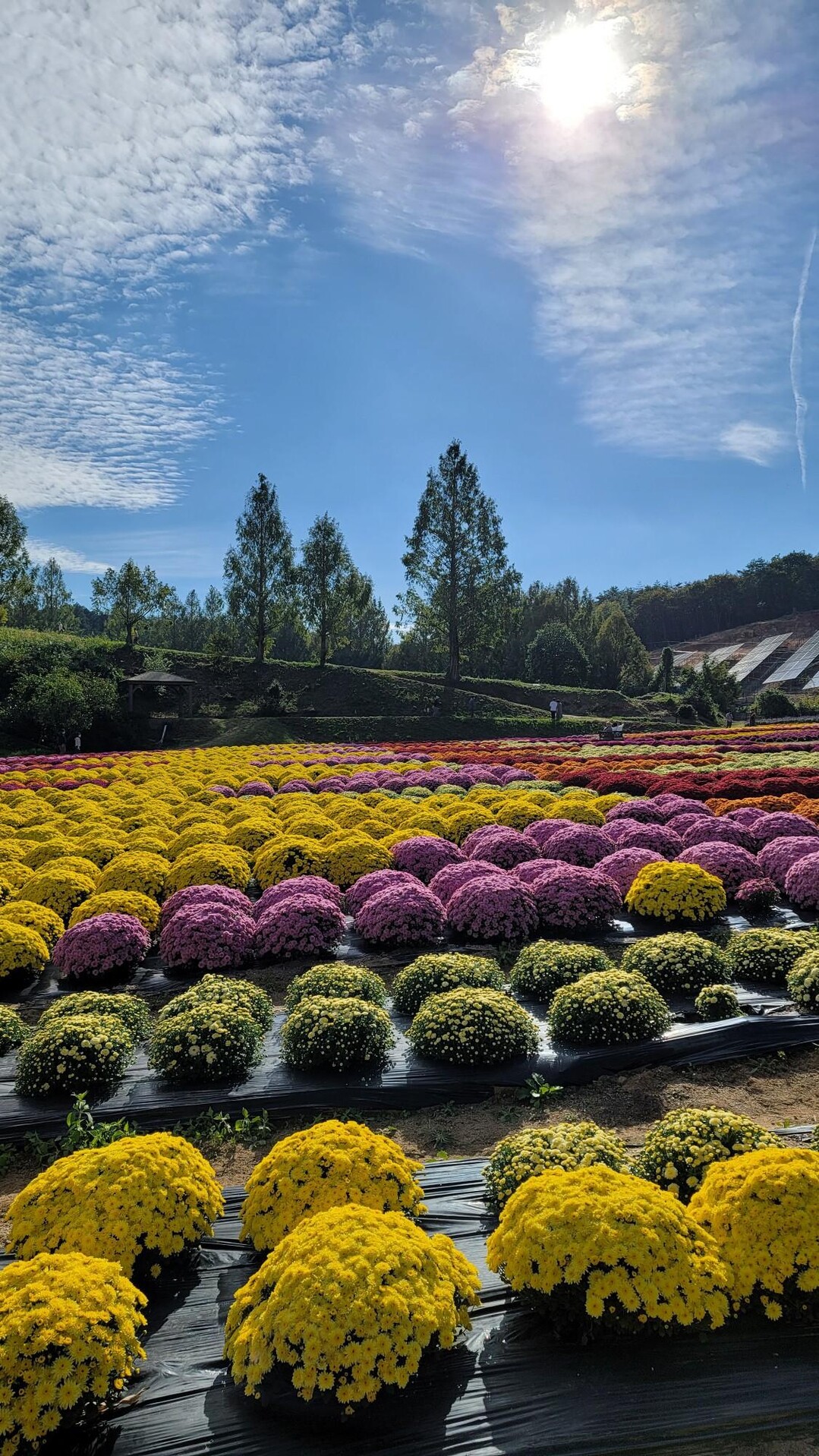 令和4年9月25日 世羅高原農場 ダリア... / Lennonさんのモーメント | YAMAP / ヤマップ