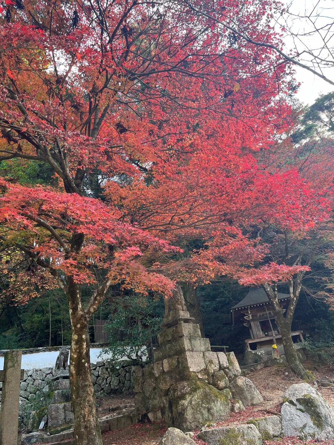 快晴の弥山！でも紅葉は？ / shihoさんの宮島（厳島）・弥山の活動データ | YAMAP / ヤマップ