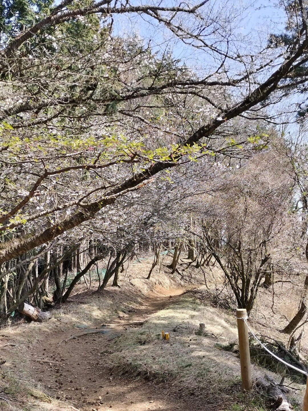 大山→ヤビツ峠 / Chibanaさんの大山の活動データ | YAMAP / ヤマップ