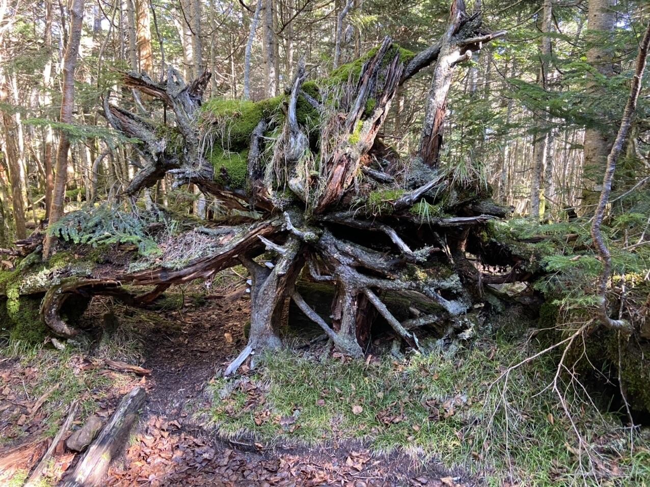 mizuさんの投稿したフィールドメモ | YAMAP / ヤマップ