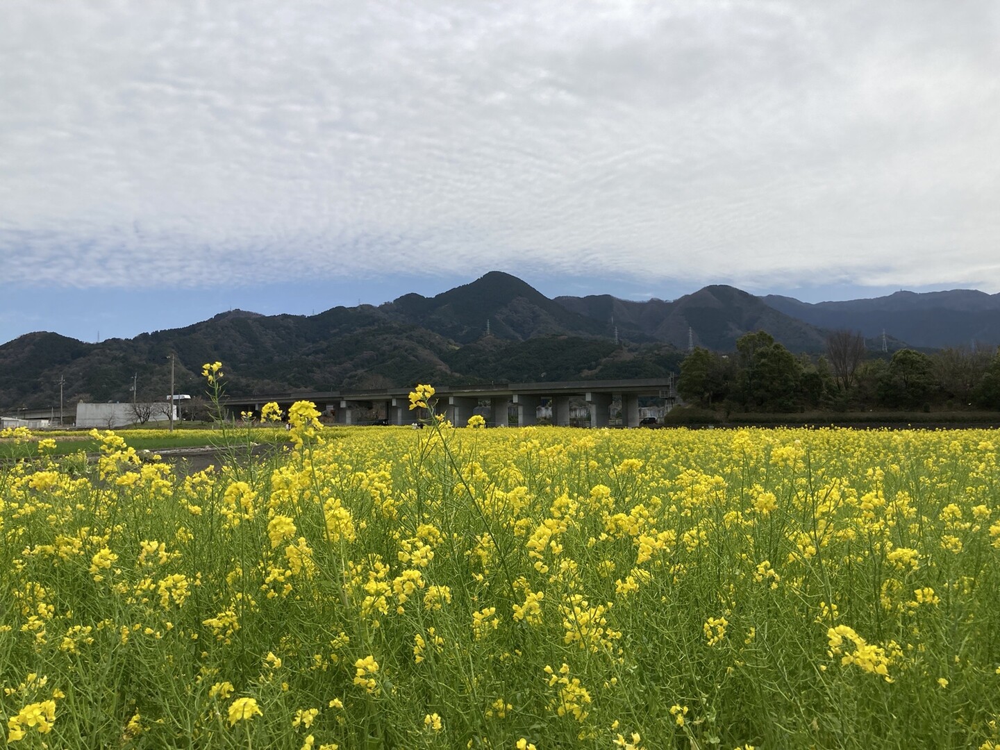 娘と重信サイクリング、東温市 / Ypaaさんの四国遍路その14の活動データ | YAMAP / ヤマップ