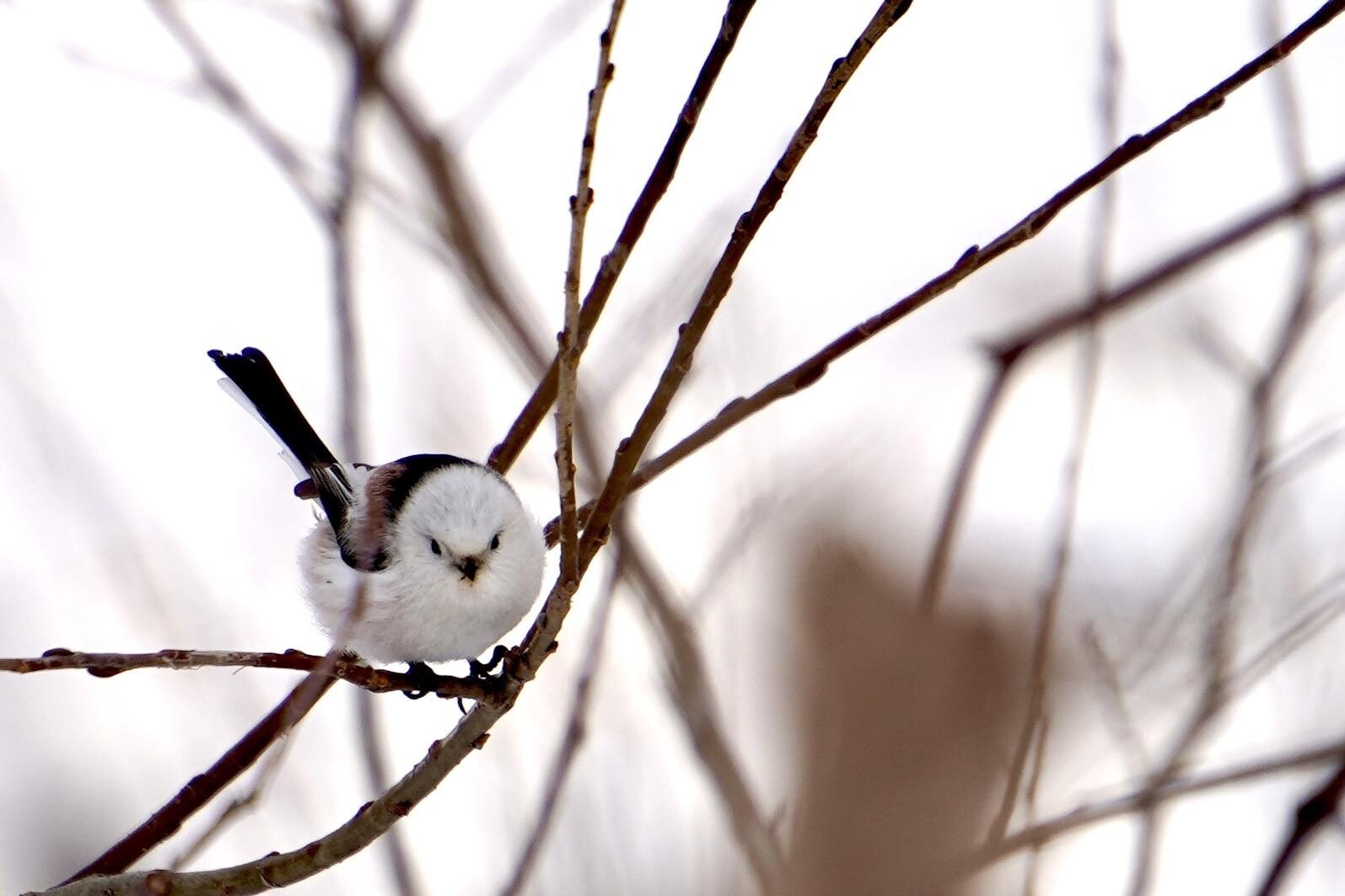 今日の野鳥🐦 ️ 静かな林に突然シマエ... / yosi＆ryoさんのモーメント | YAMAP / ヤマップ