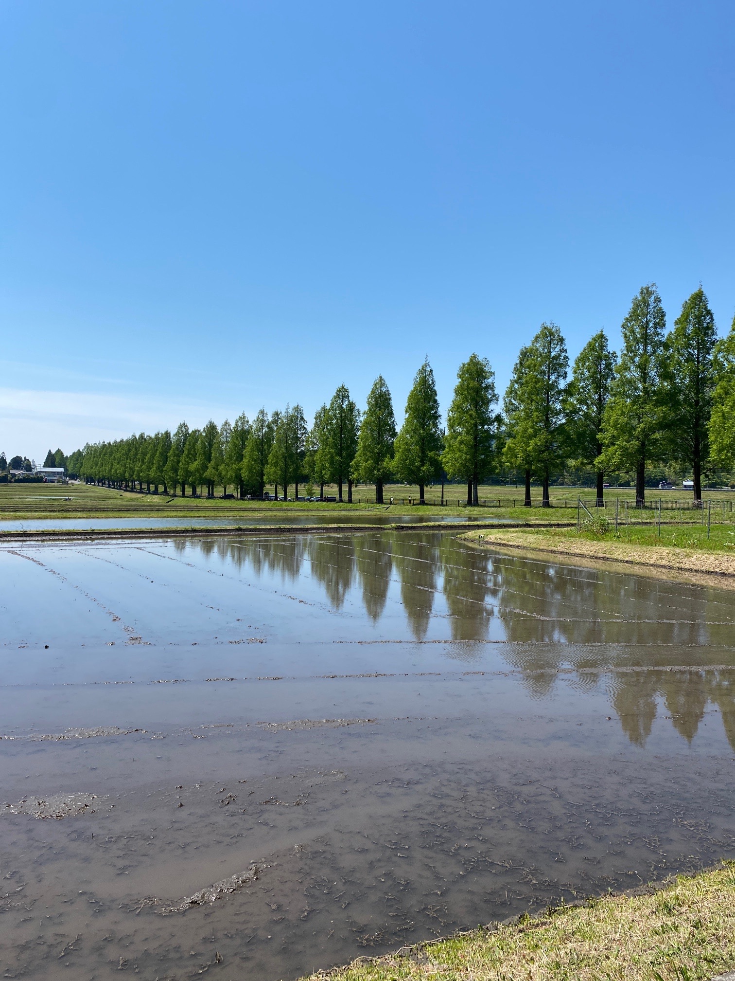 新緑のメタセコイヤ並木🌲🌲🌲までサ... / みえちさんのモーメント | YAMAP / ヤマップ