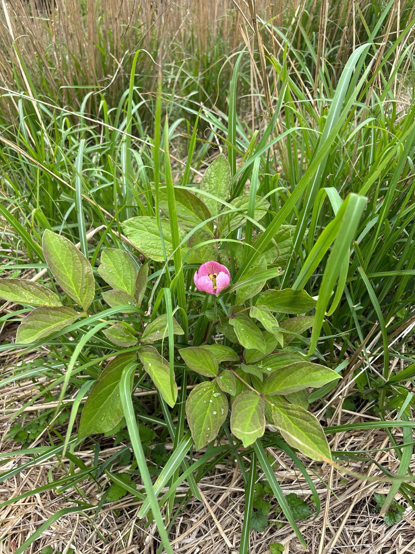 ベニヤマシャクヤクを見に観音峯山へ / do-yanさんの観音峯山・大普賢岳・山上ヶ岳・稲村ヶ岳の活動データ | YAMAP / ヤマップ