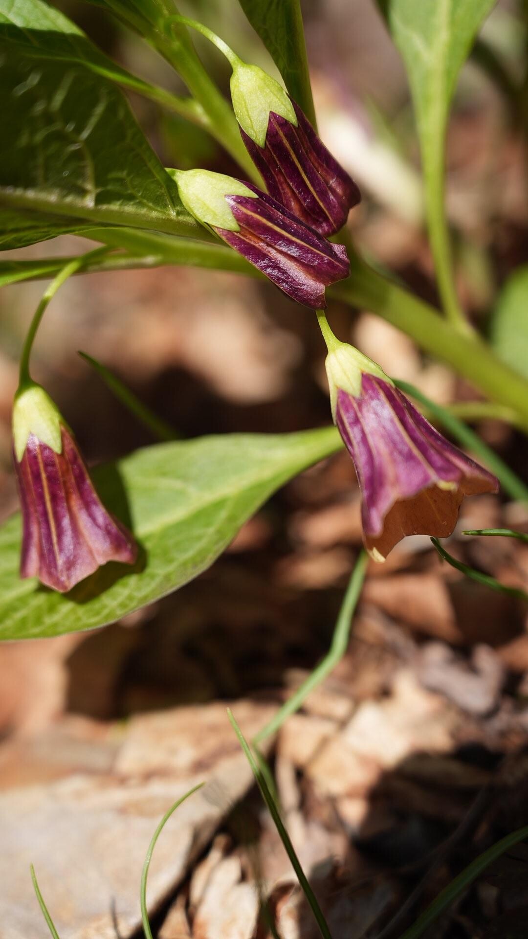 【奥多摩ハイカーバッジ獲得への道】 ︎三頭山（西峰）・三頭山（中央峰）・三頭山（東峰） / Kenji さんの三頭山・槇寄山・土俵岳の活動データ | YAMAP / ヤマップ