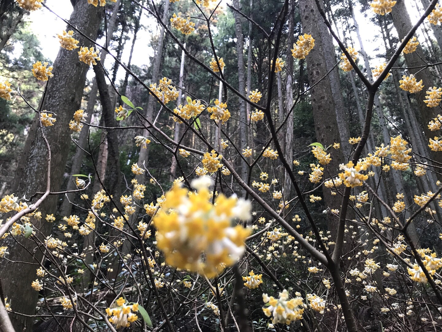 🌥🌼🌼西山ミツマタ鑑賞後、出穂ノ峰(293m).六ヶ岳(338m)へ / 瑠璃さんの六ヶ岳の活動データ | YAMAP / ヤマップ