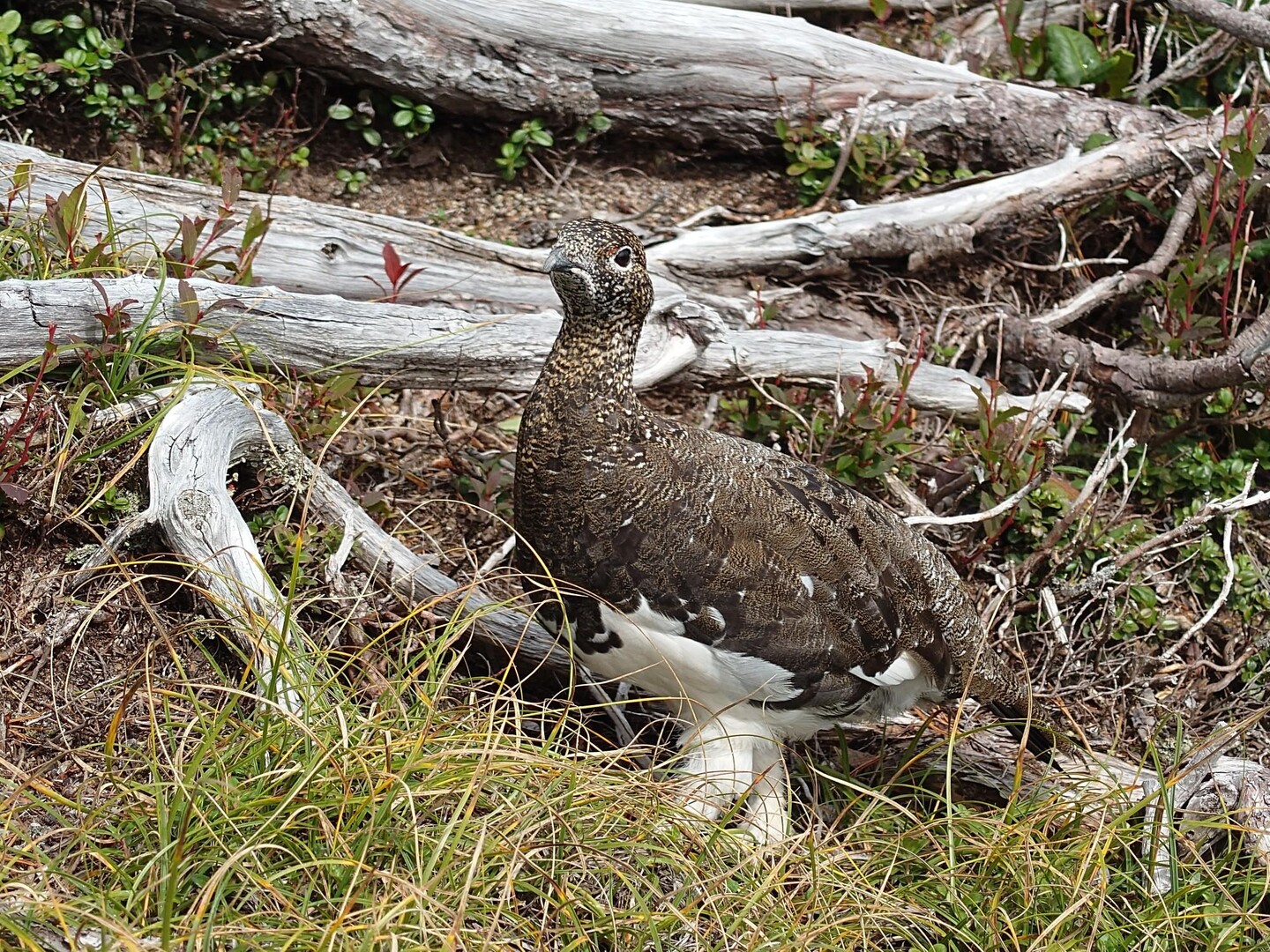 初秋の大冒険👿双六山荘まで / 2543mさんの槍ヶ岳・穂高岳・上高地の活動データ | YAMAP / ヤマップ