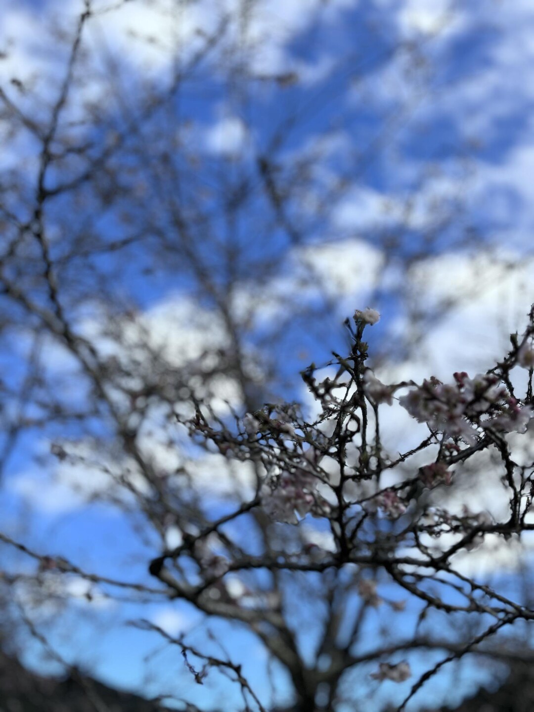 棒ノ嶺（棒ノ折山） / nononさんの棒ノ折山（棒ノ嶺）の活動データ | YAMAP / ヤマップ