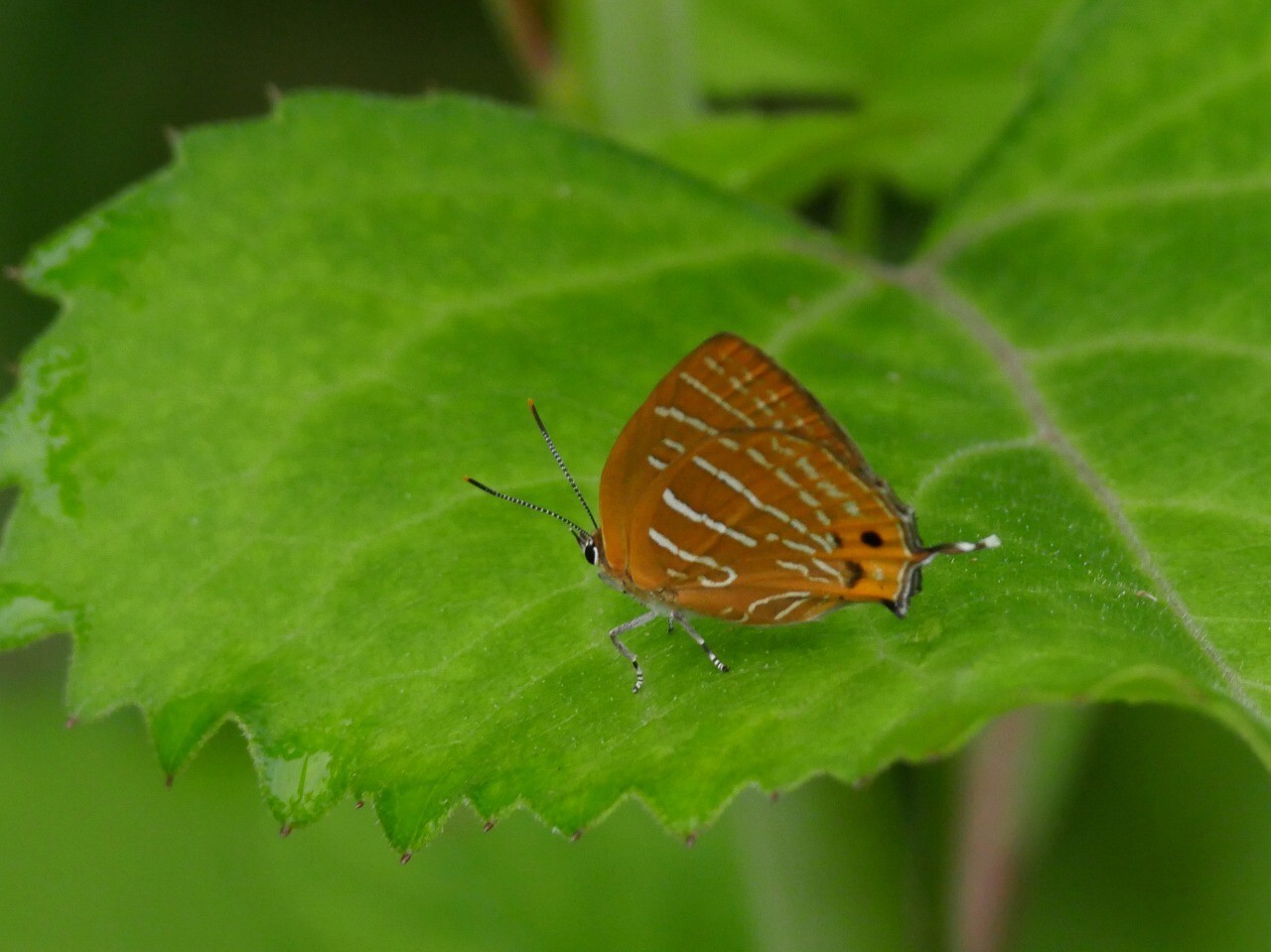 ウラミスジシジミに初めて会えました。 / JICKさんのモーメント | YAMAP / ヤマップ